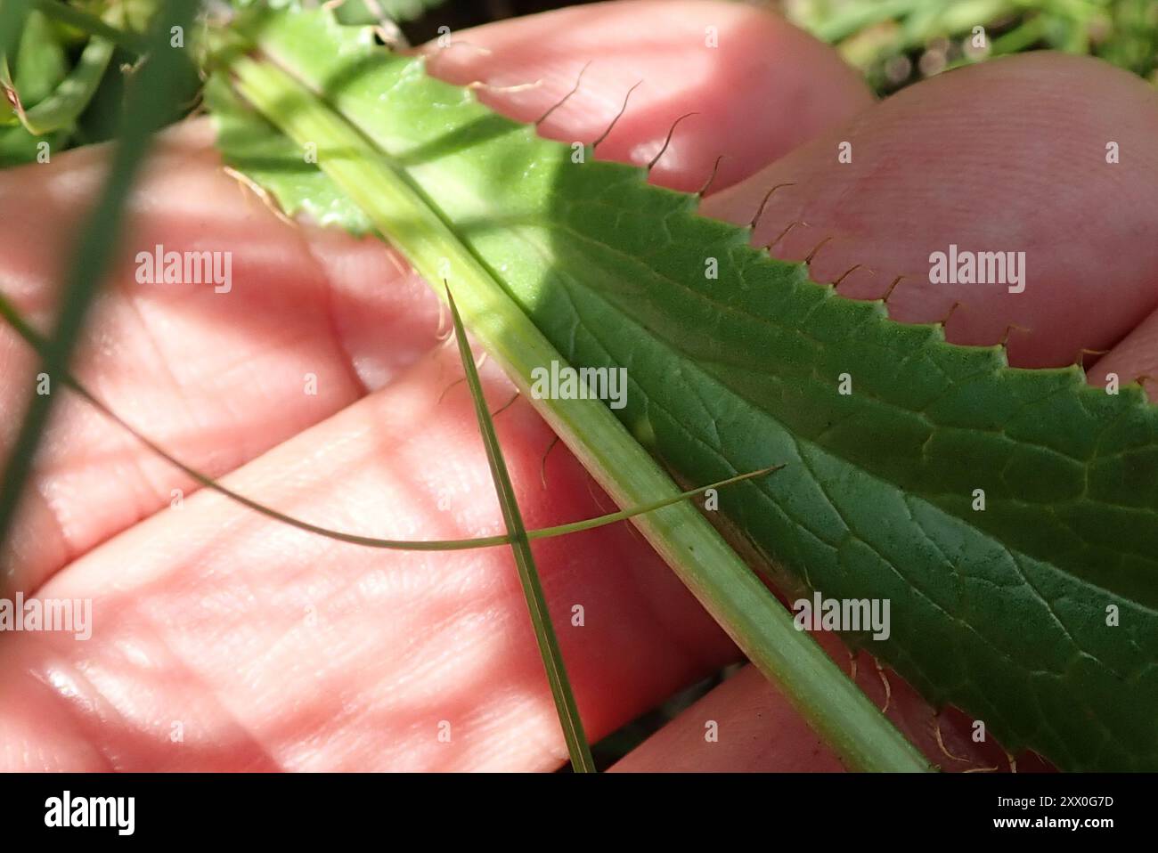 Fivefive Ministar (Alepidea peduncularis) Plantae Stock Photo - Alamy