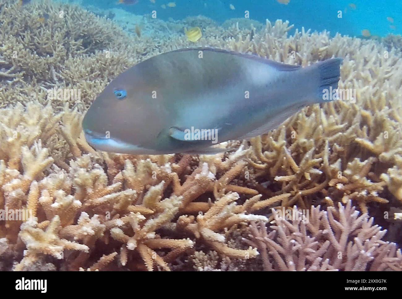 Blue Tuskfish (Choerodon cyanodus) Actinopterygii Stock Photo - Alamy