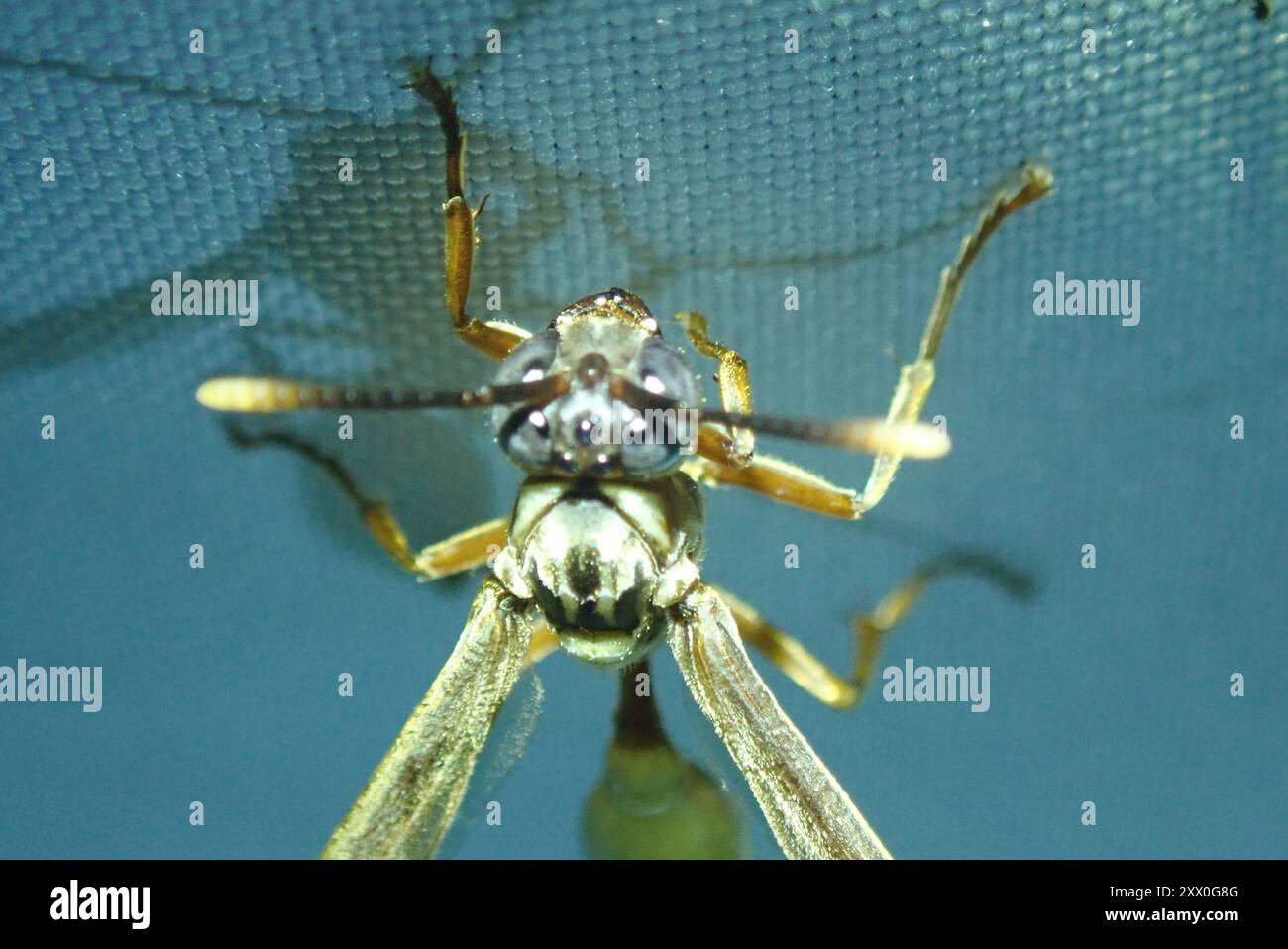 Central American Paper Wasp (Apoica pallens) Insecta Stock Photo - Alamy Central American Paper Wasp (Apoica pallens) Insecta Stock Photo - Alamy