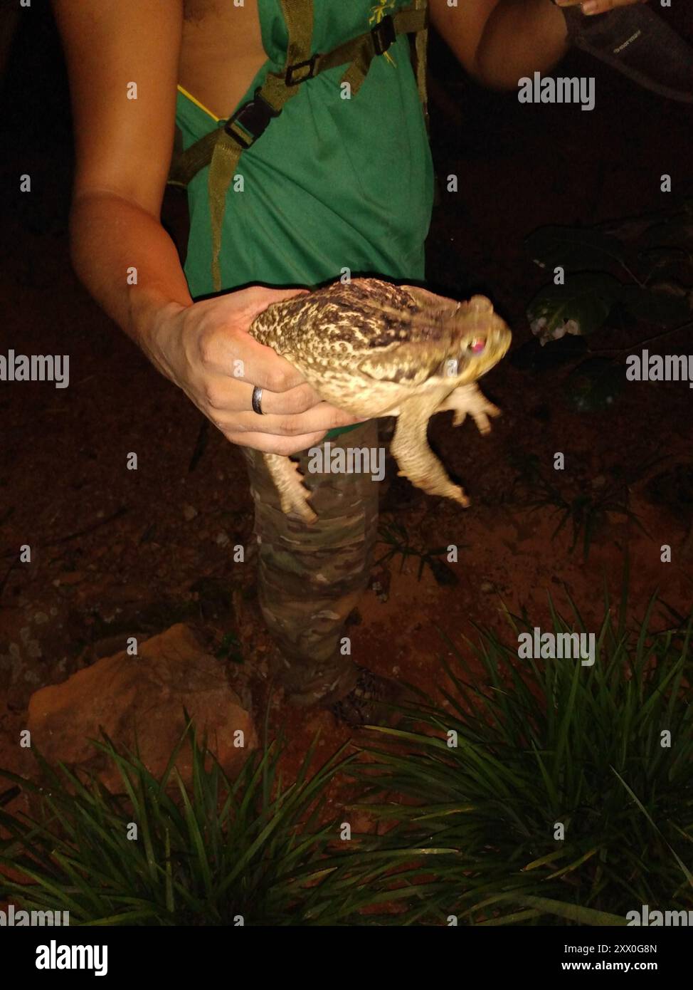 Cururu Toad (Rhinella diptycha) Amphibia Stock Photo - Alamy