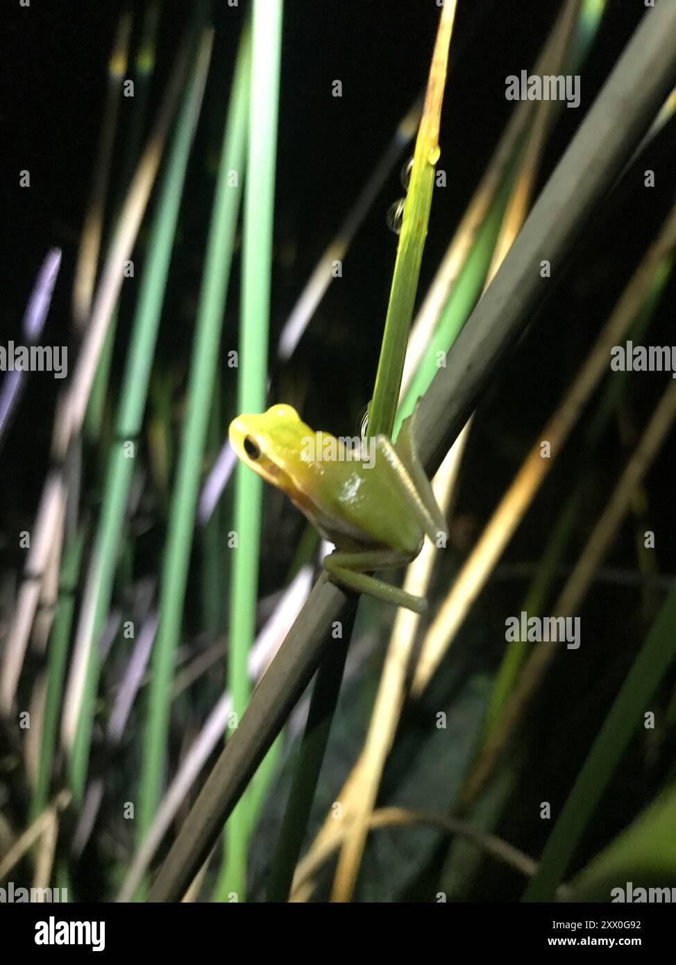 Montevideo Tree Frog (Boana pulchella) Amphibia Stock Photo - Alamy
