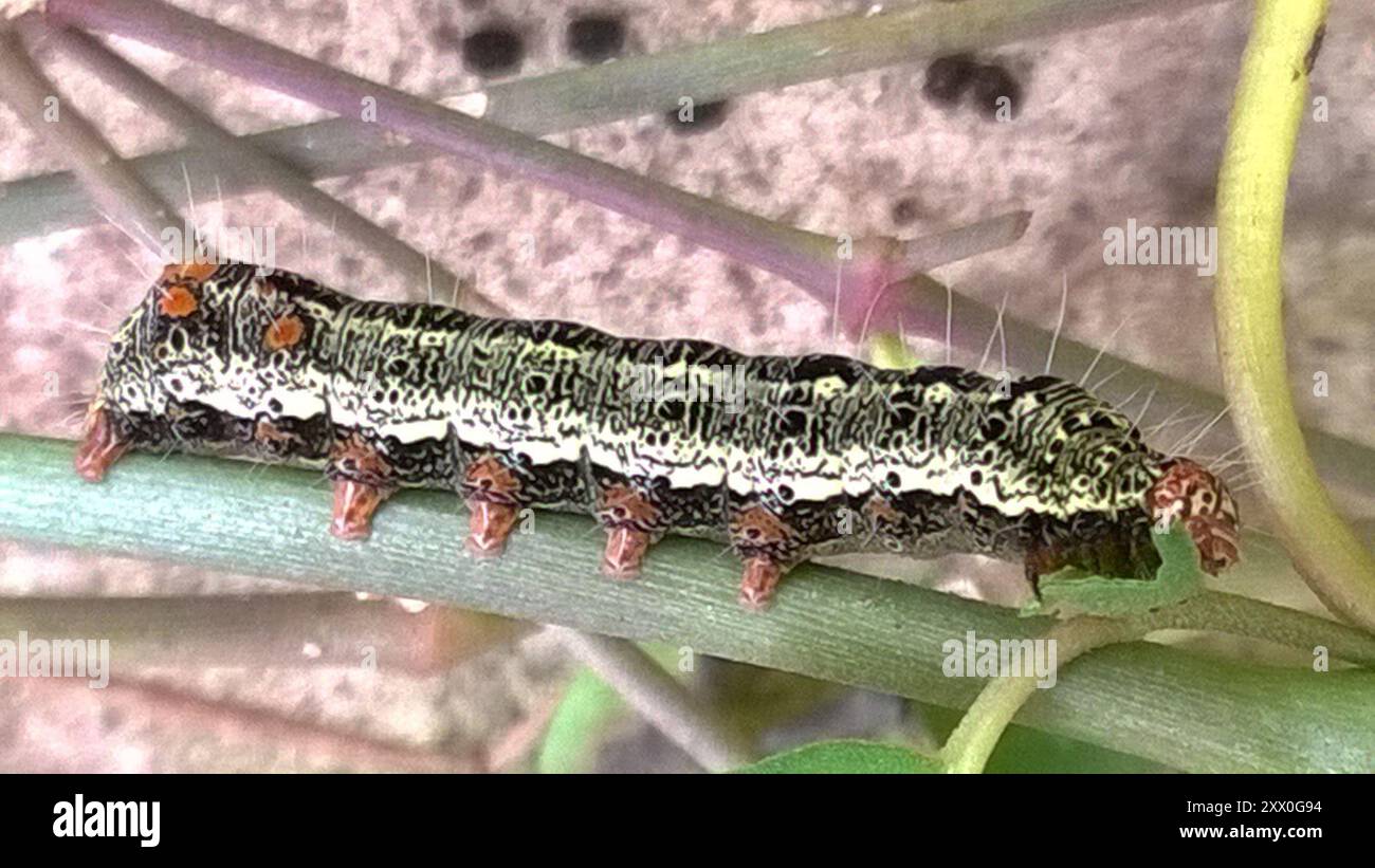 Owlet Moths and Allies (Noctuoidea) Insecta Stock Photo - Alamy