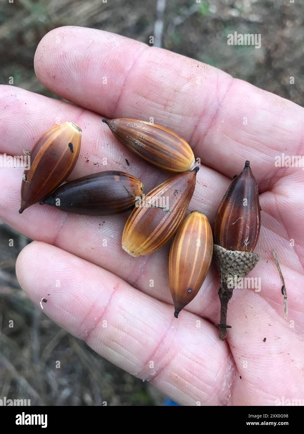 Texas live oak (Quercus fusiformis) Plantae Stock Photo - Alamy