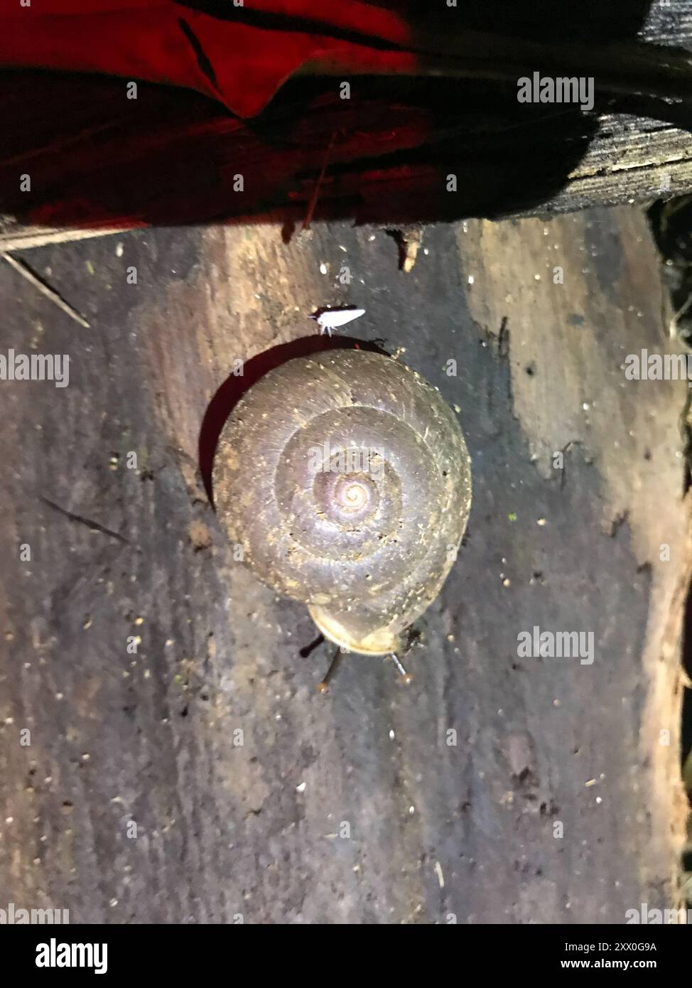 (Labyrinthus otis) Mollusca Stock Photo - Alamy