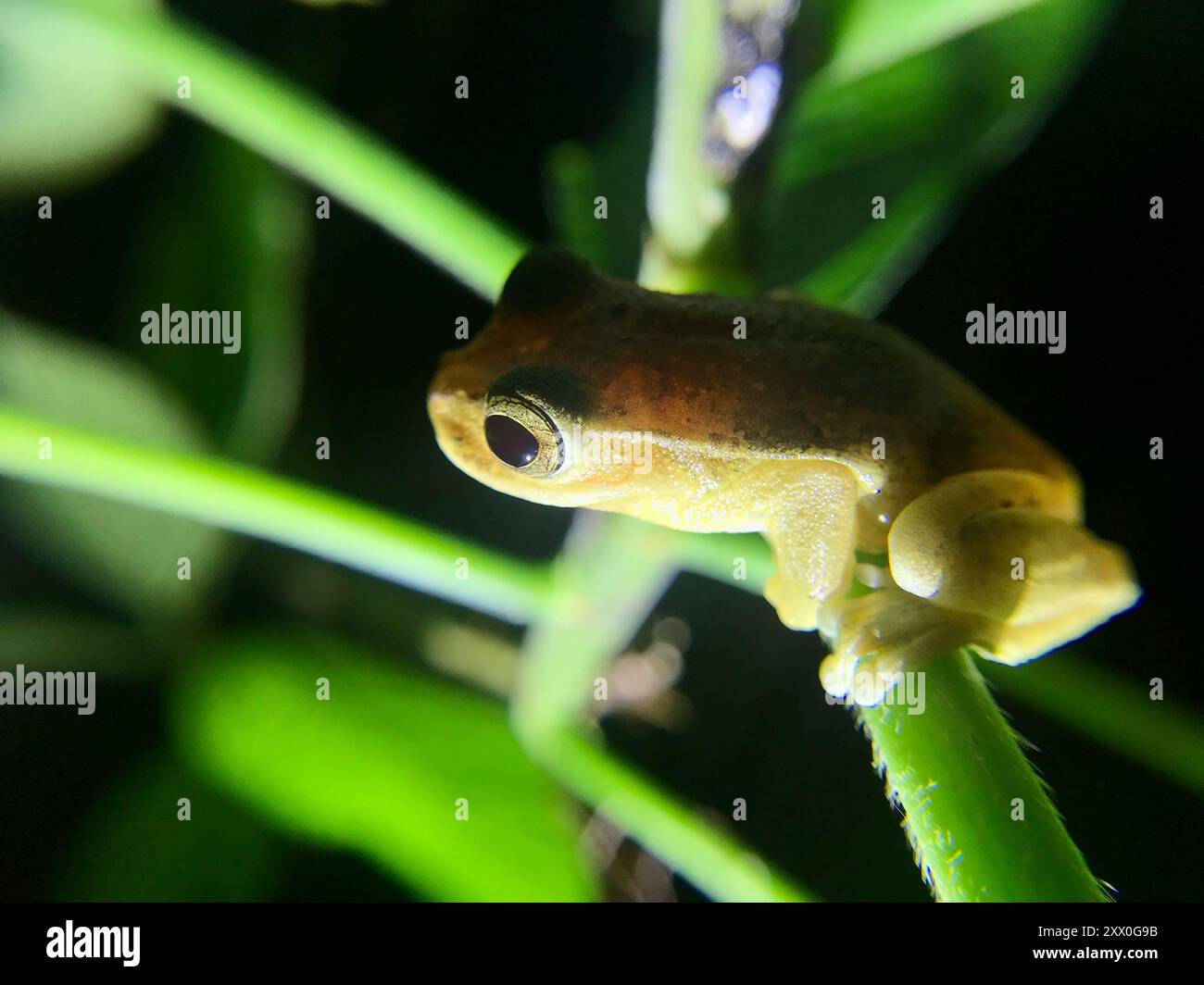 Yellow Tree Frog (Dendropsophus microcephalus) Amphibia Stock Photo - Alamy