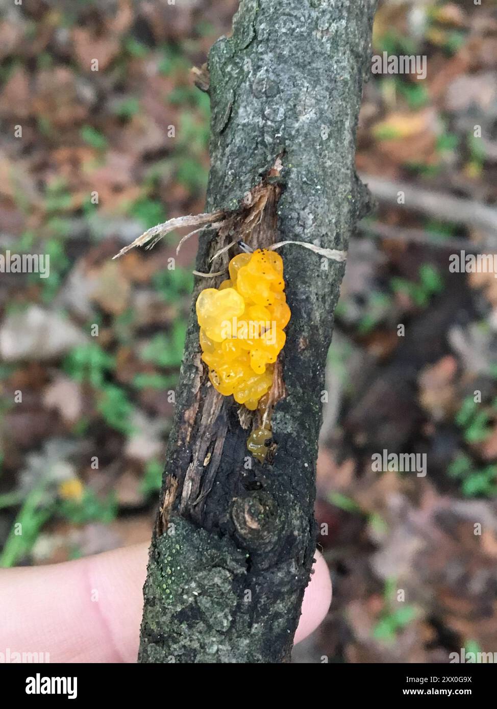 witch's butter (Tremella mesenterica) Fungi Stock Photo - Alamy