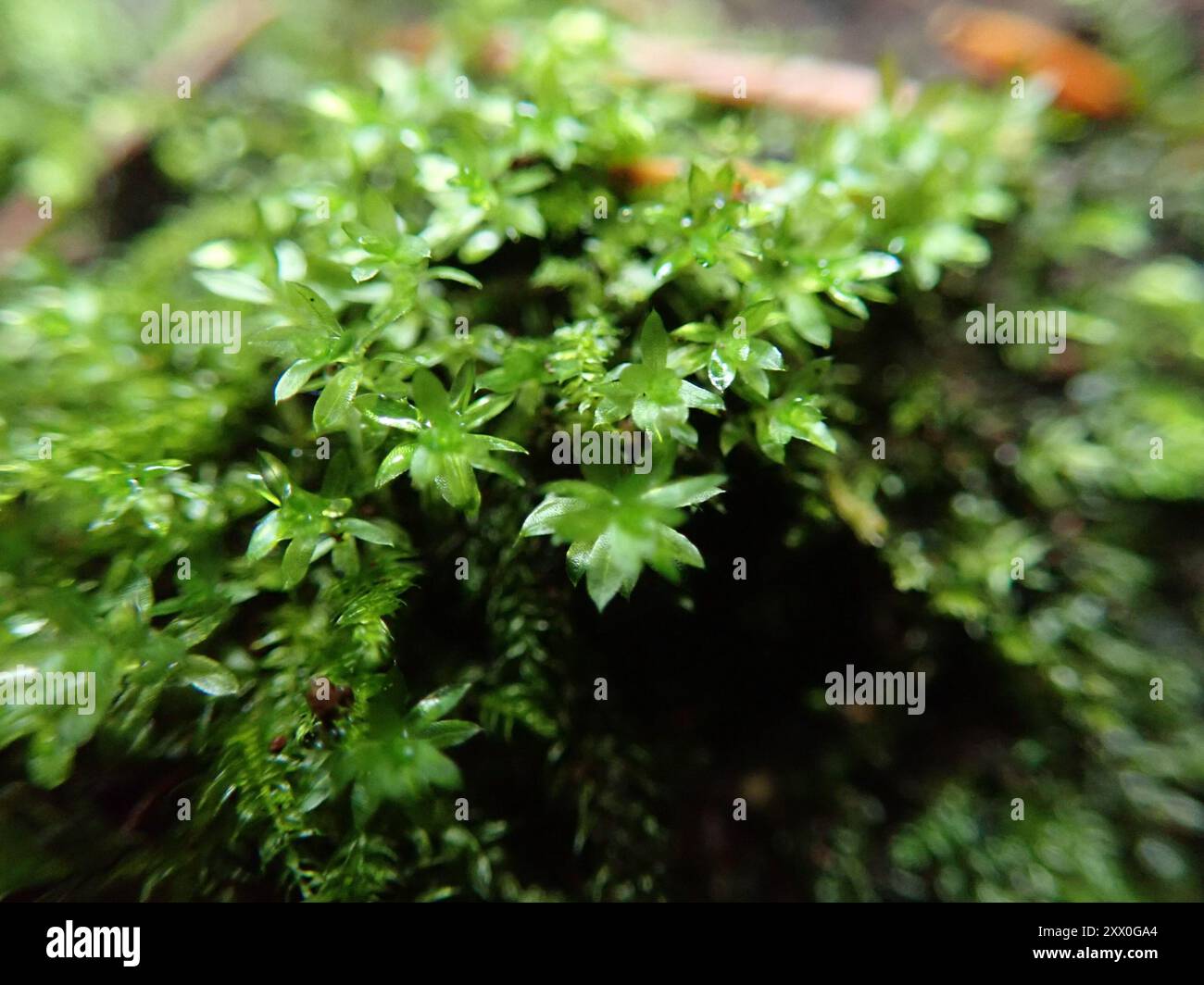 Capillary Thread-moss (Ptychostomum capillare) Plantae Stock Photo - Alamy