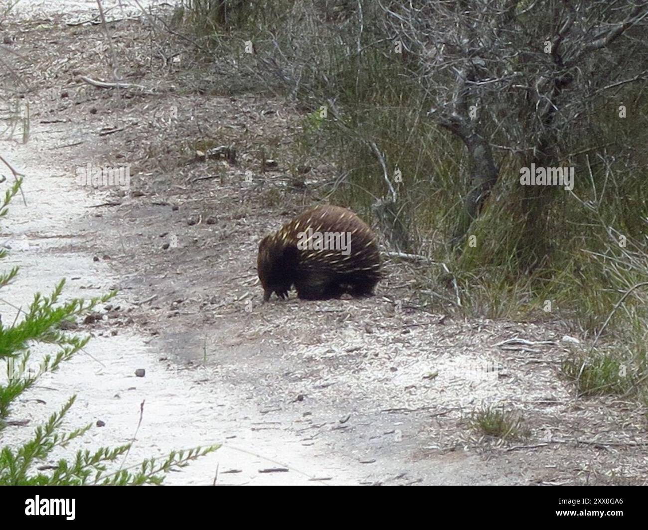 Tasmanian Echidna (Tachyglossus aculeatus setosus) Mammalia Stock Photo ...