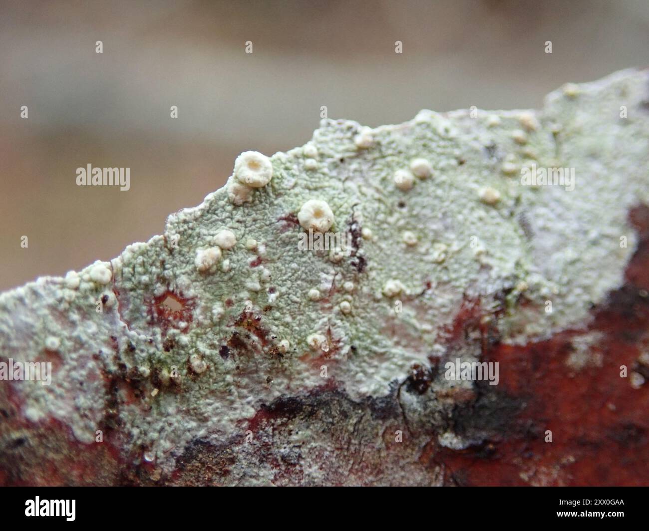 Smooth Saucer Lichen (Ochrolechia laevigata) Fungi Stock Photo - Alamy
