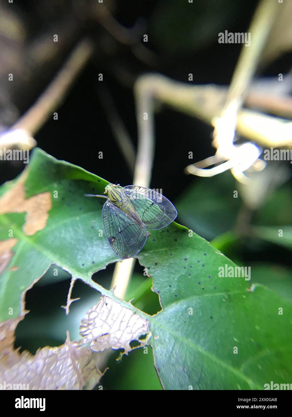 Biolleyana costalis hi-res stock photography and images - Alamy