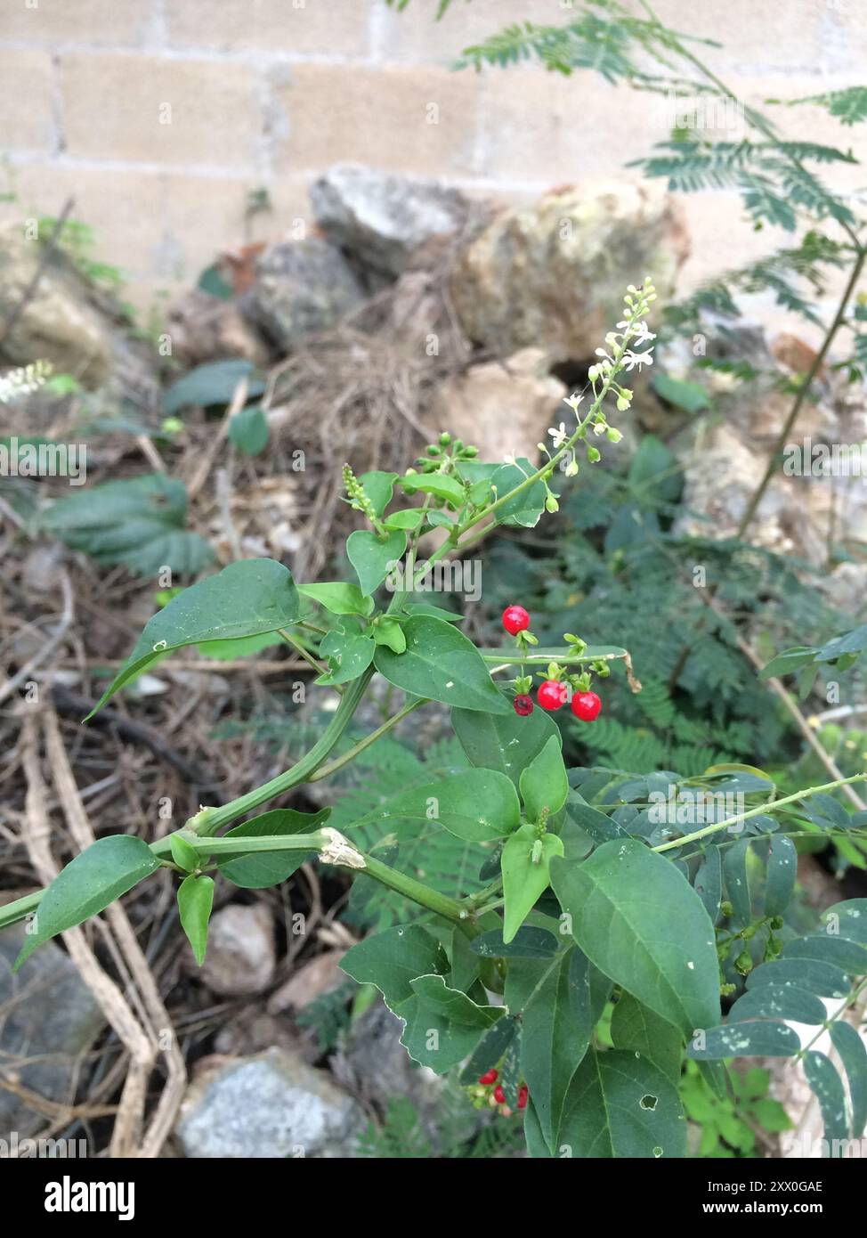 pigeonberry (Rivina humilis) Plantae Stock Photo - Alamy