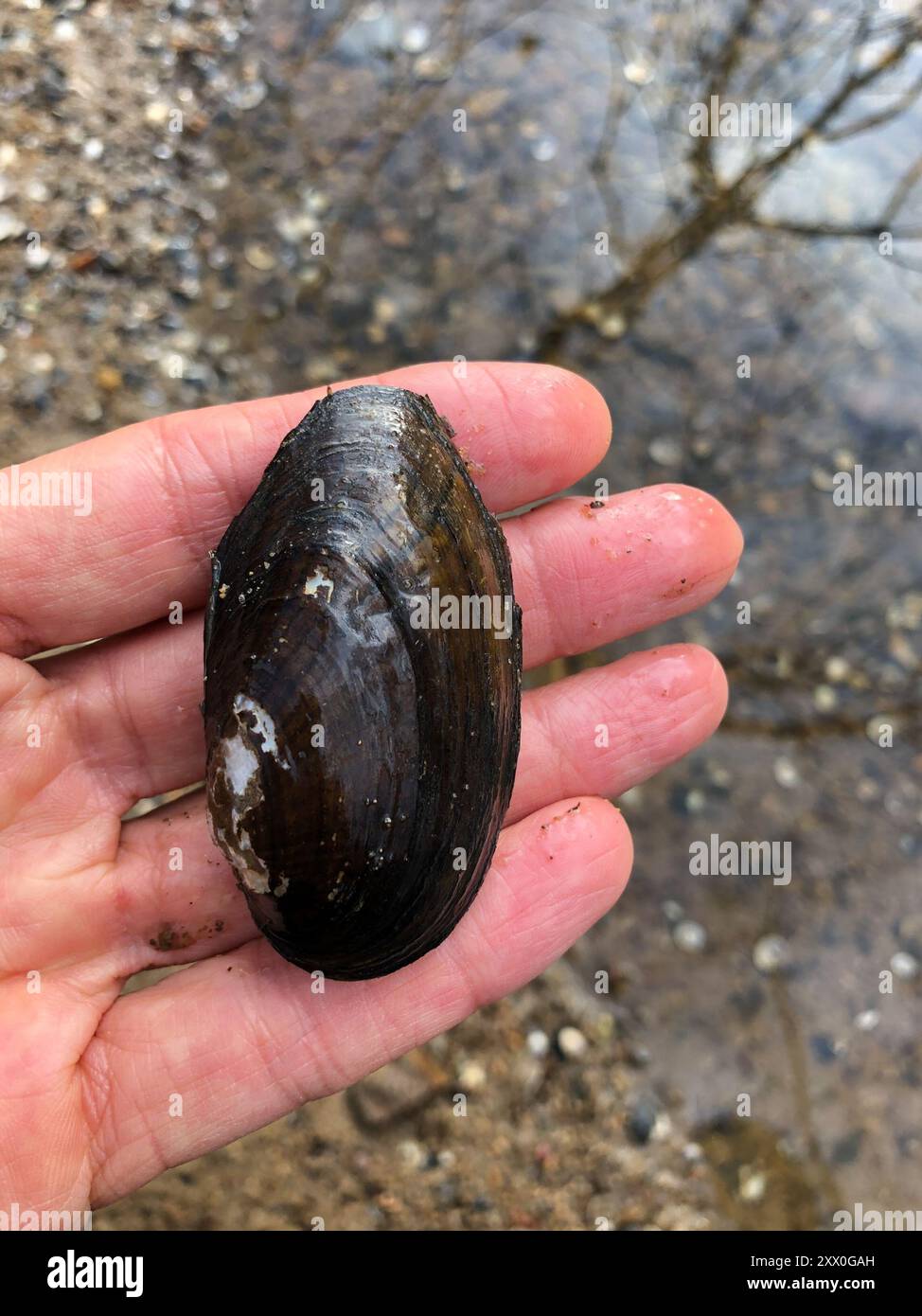 River Mussels (Unionidae) Mollusca Stock Photo - Alamy