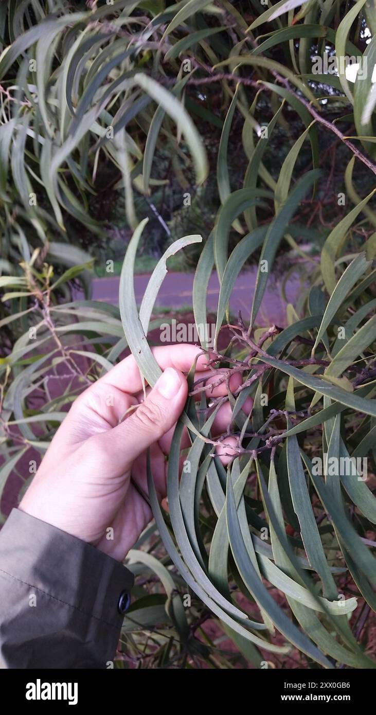 Koa (Acacia koa) Plantae Stock Photo - Alamy