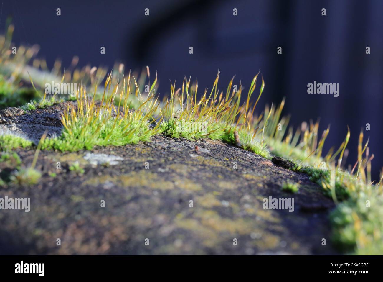 Wall Screw-moss (Tortula muralis) Plantae Stock Photo - Alamy