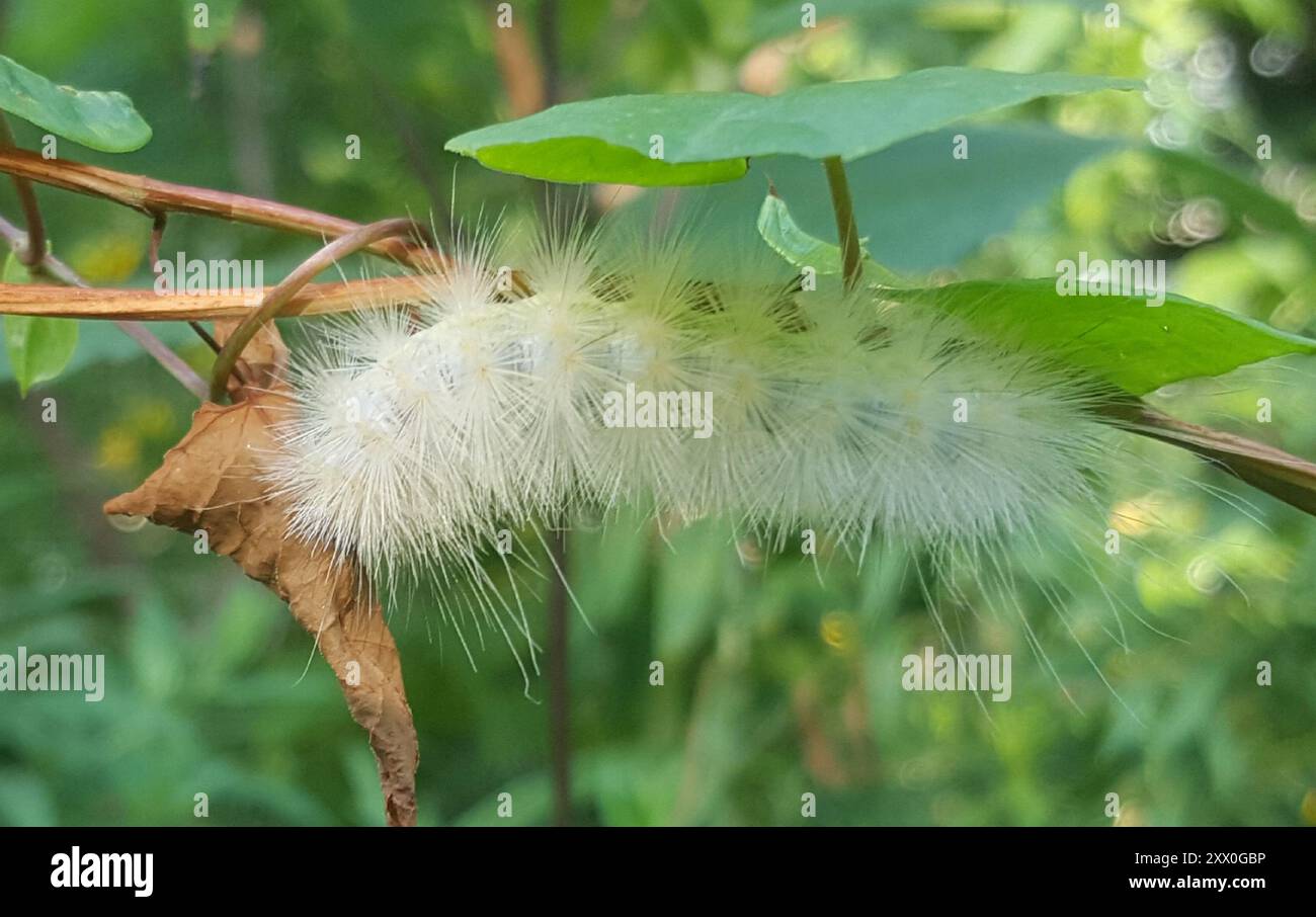 Virginian Tiger Moth (Spilosoma virginica) Insecta Stock Photo - Alamy