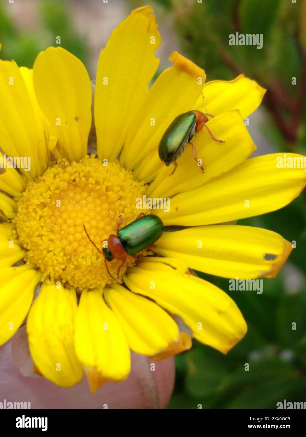 Smudge Leafbeetle (Palaeophylia borrei) Insecta Stock Photo - Alamy