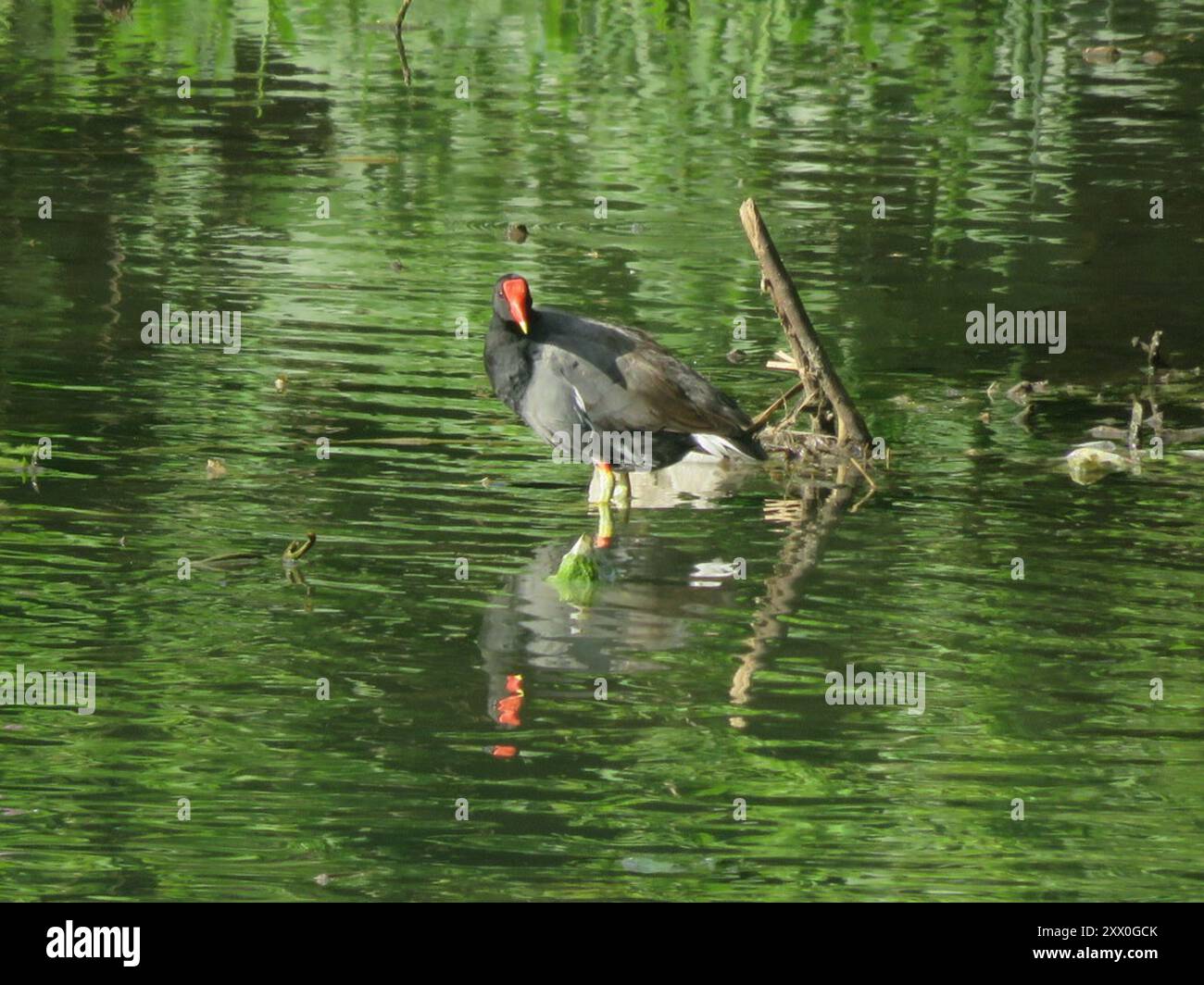 Common Gallinule (Gallinula galeata) Aves Stock Photo - Alamy