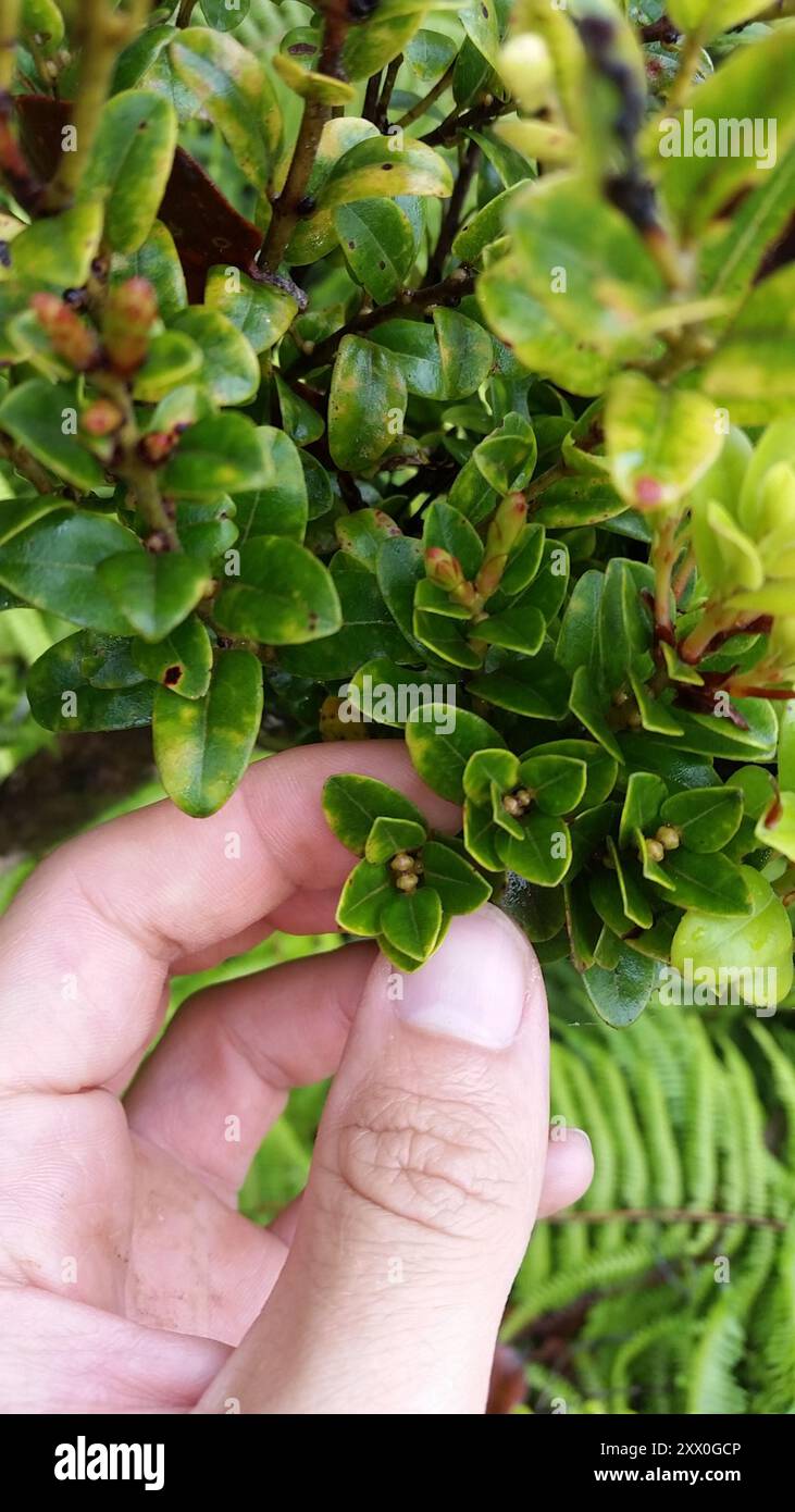 ʻŌhiʻa Lehua (Metrosideros polymorpha) Plantae Stock Photo - Alamy