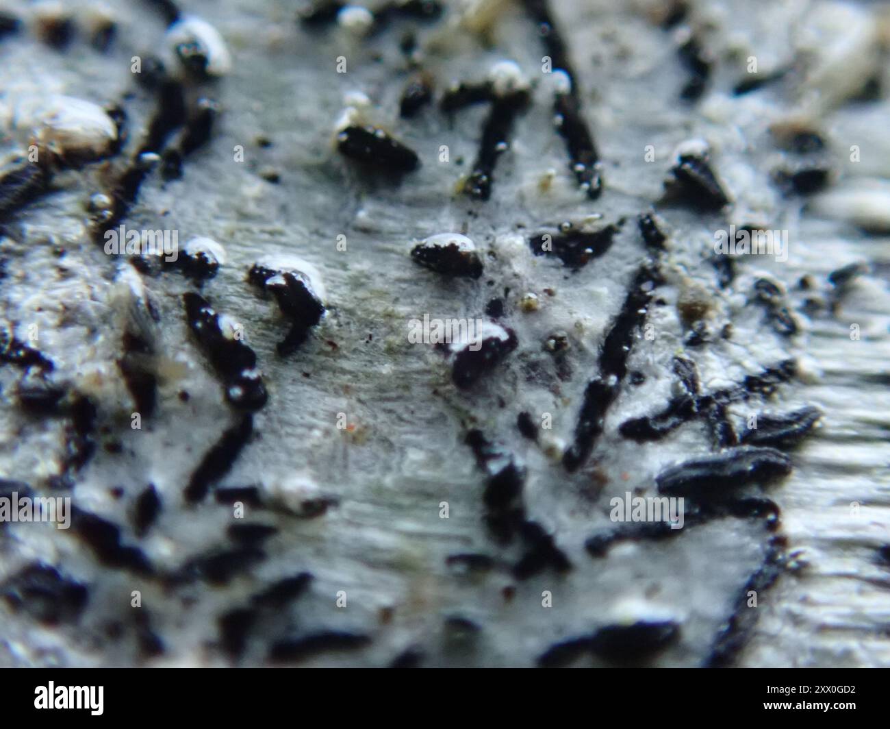 Common Script Lichen (Graphis scripta) Fungi Stock Photo - Alamy