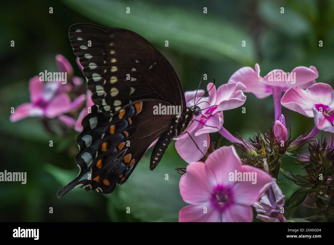 Female Black swallowtail, american swallowtail butterfly on pink garden ...