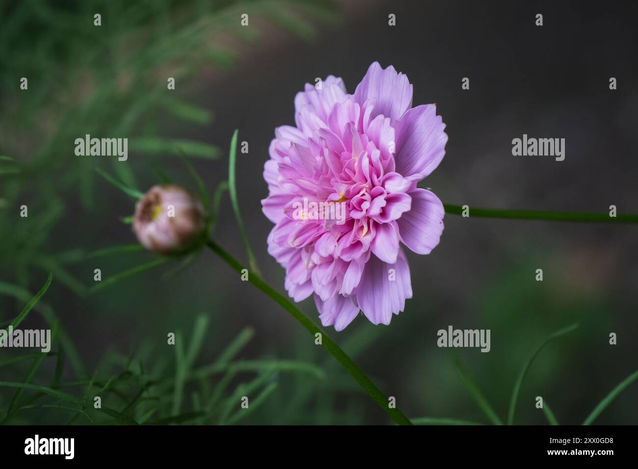 A side view of Rose Bonbon Cosmos flowers, one open and one yet to open ...