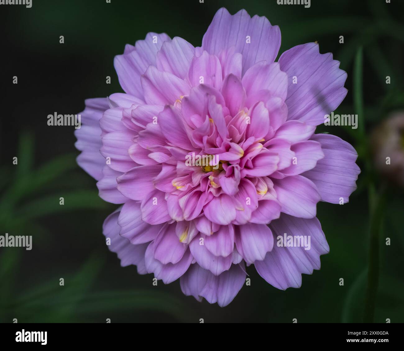 A straight forward view of pink Rose Bonbon Cosmos flower Stock Photo ...