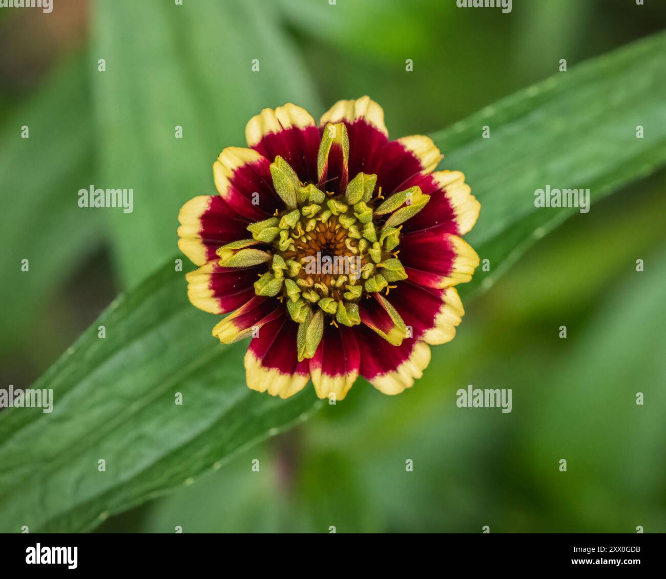 Zinna flower hi-res stock photography and images - Alamy