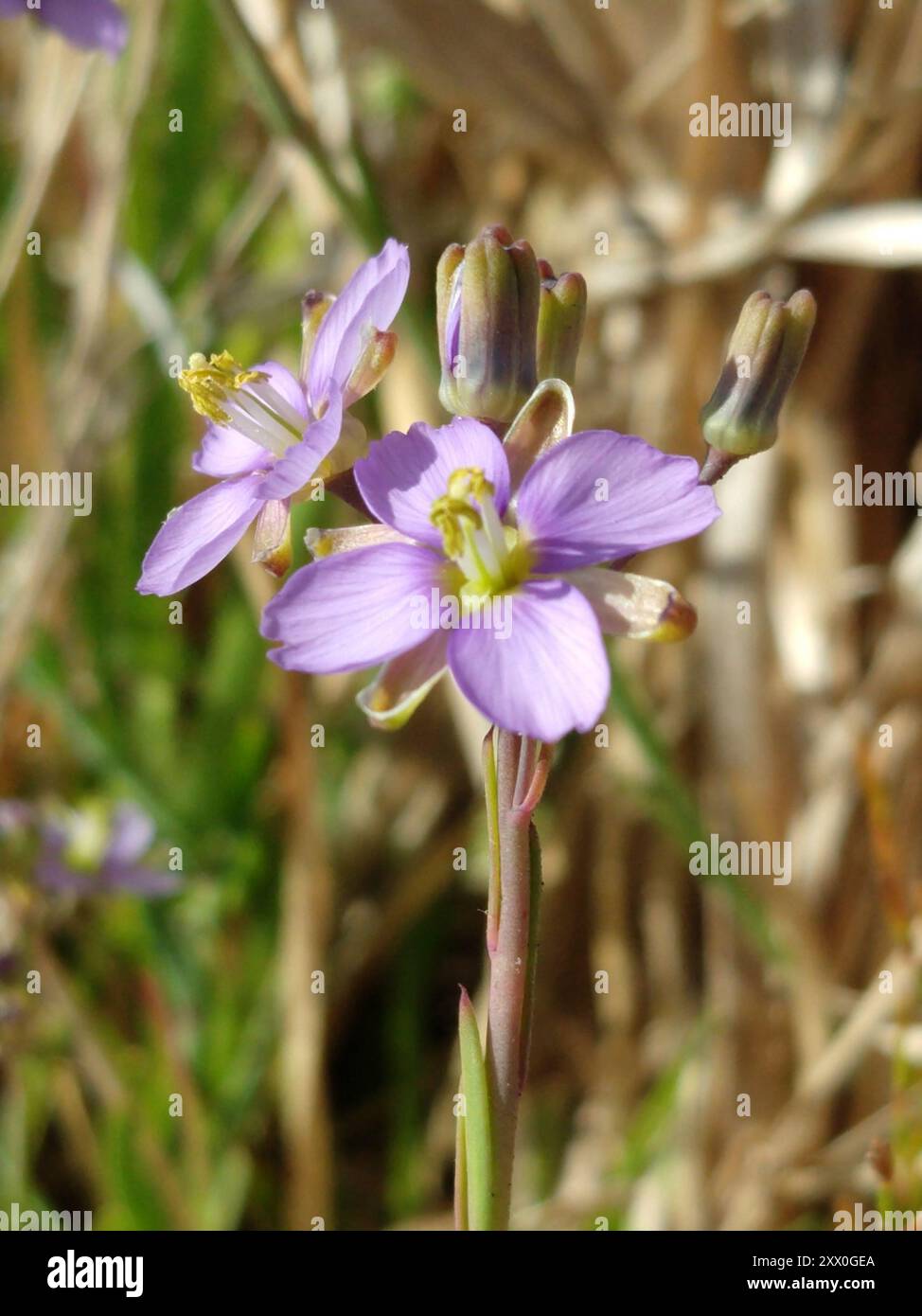 (Heliophila linearis linearifolia) Plantae Stock Photo - Alamy