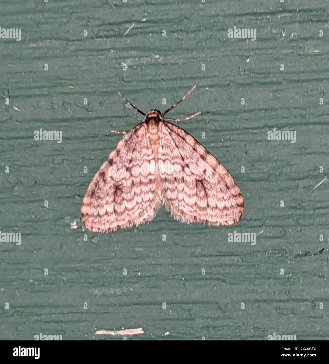 Western Bruce Spanworm (Operophtera occidentalis) Insecta Stock Photo ...