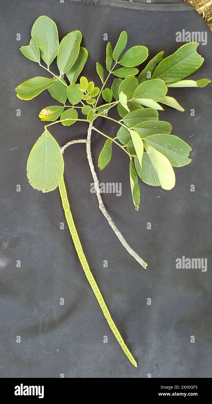 flor de San Jose (Senna atomaria) Plantae Stock Photo - Alamy