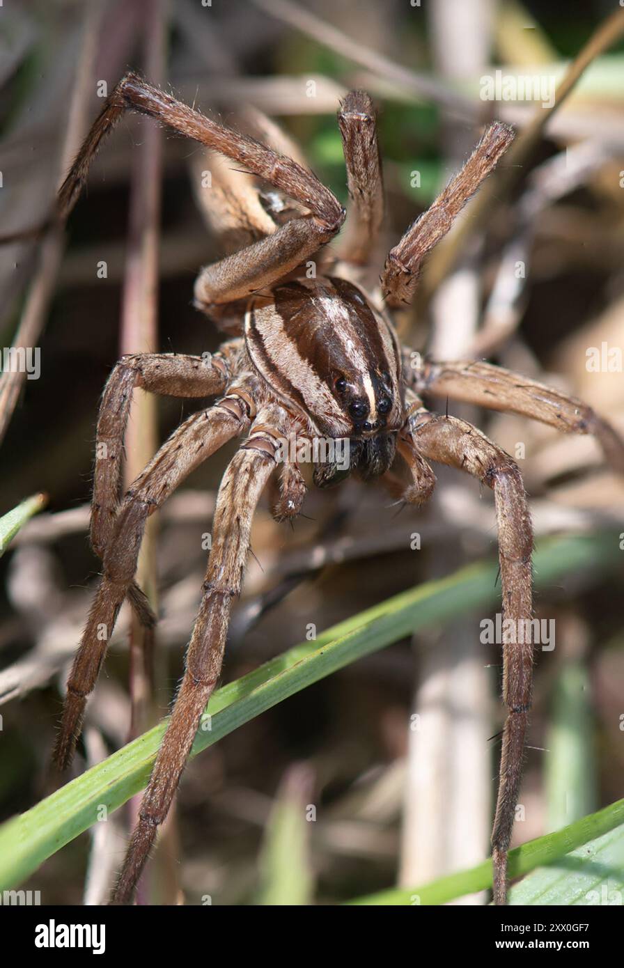 Rabid Wolf Spider (Rabidosa rabida) Arachnida Stock Photo - Alamy