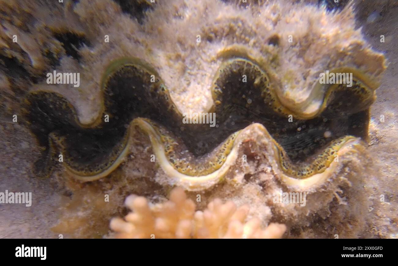 Small Giant Clam (Tridacna maxima) Mollusca Stock Photo - Alamy