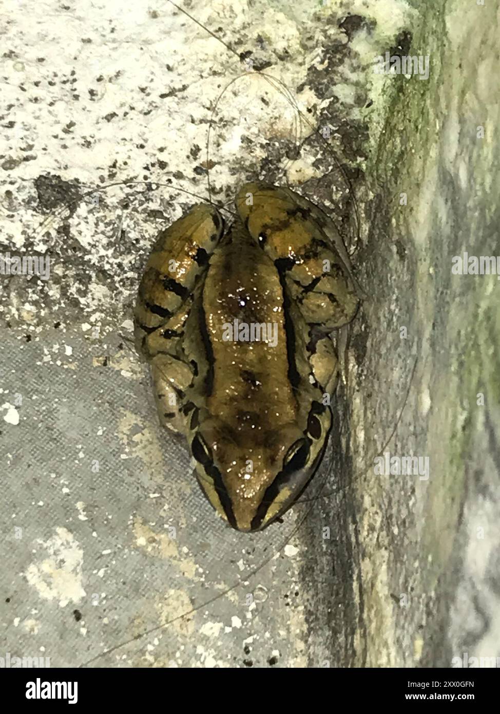 Mustached Frog (Leptodactylus mystacinus) Amphibia Stock Photo - Alamy
