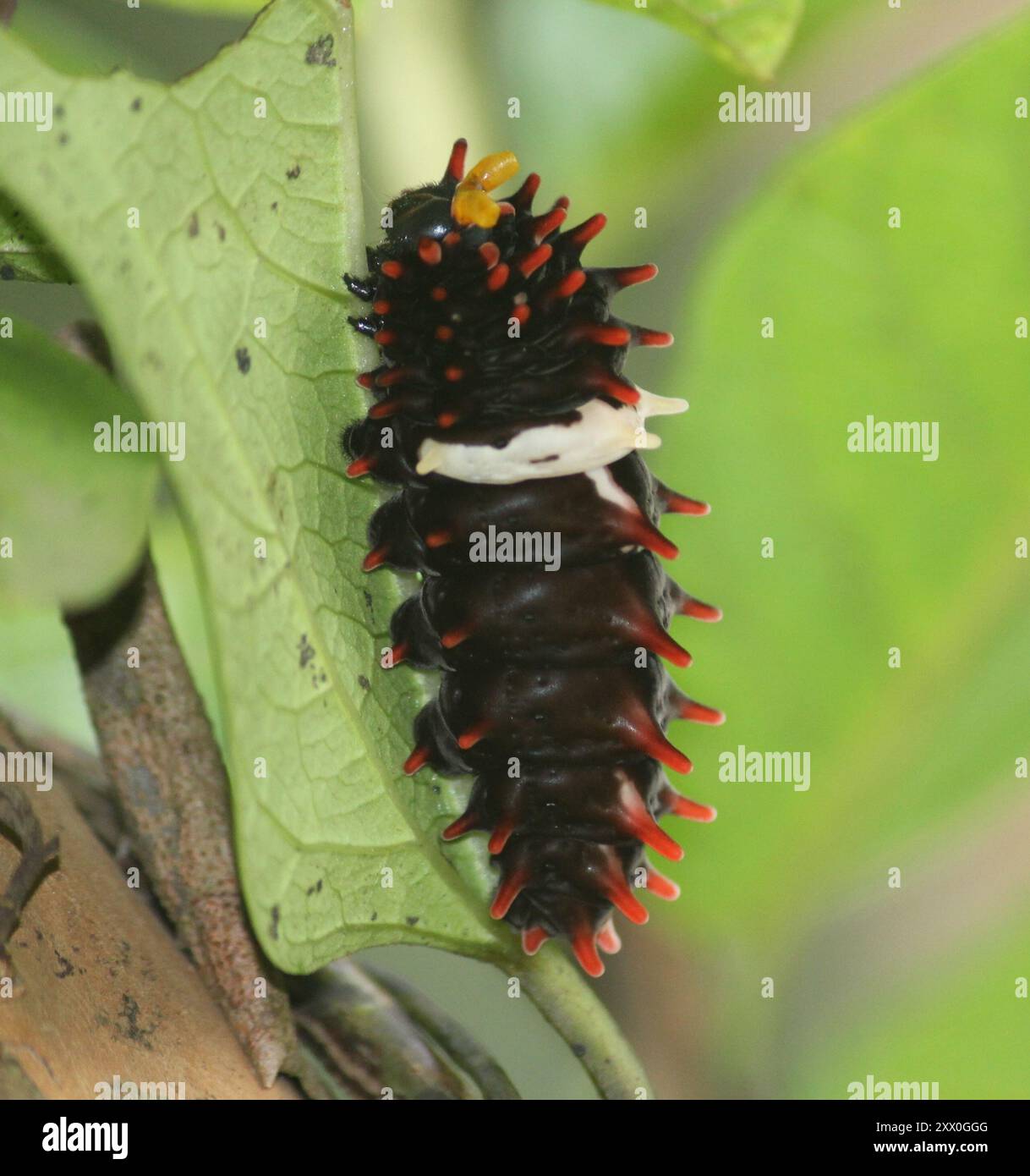 Common Rose Swallowtail (Pachliopta aristolochiae) Insecta Stock Photo ...