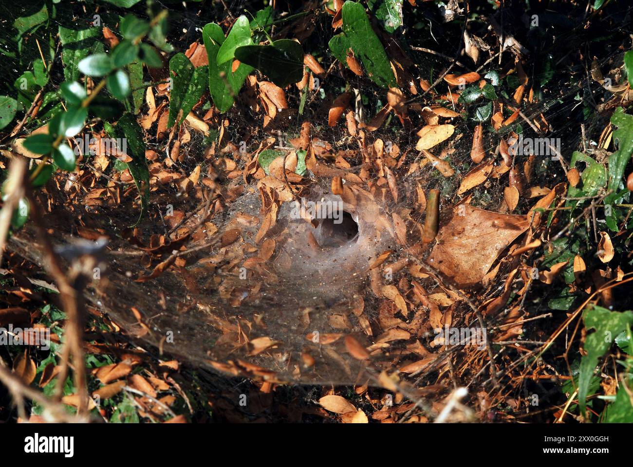 The web of a spider. Fabric of home Stock Photo - Alamy