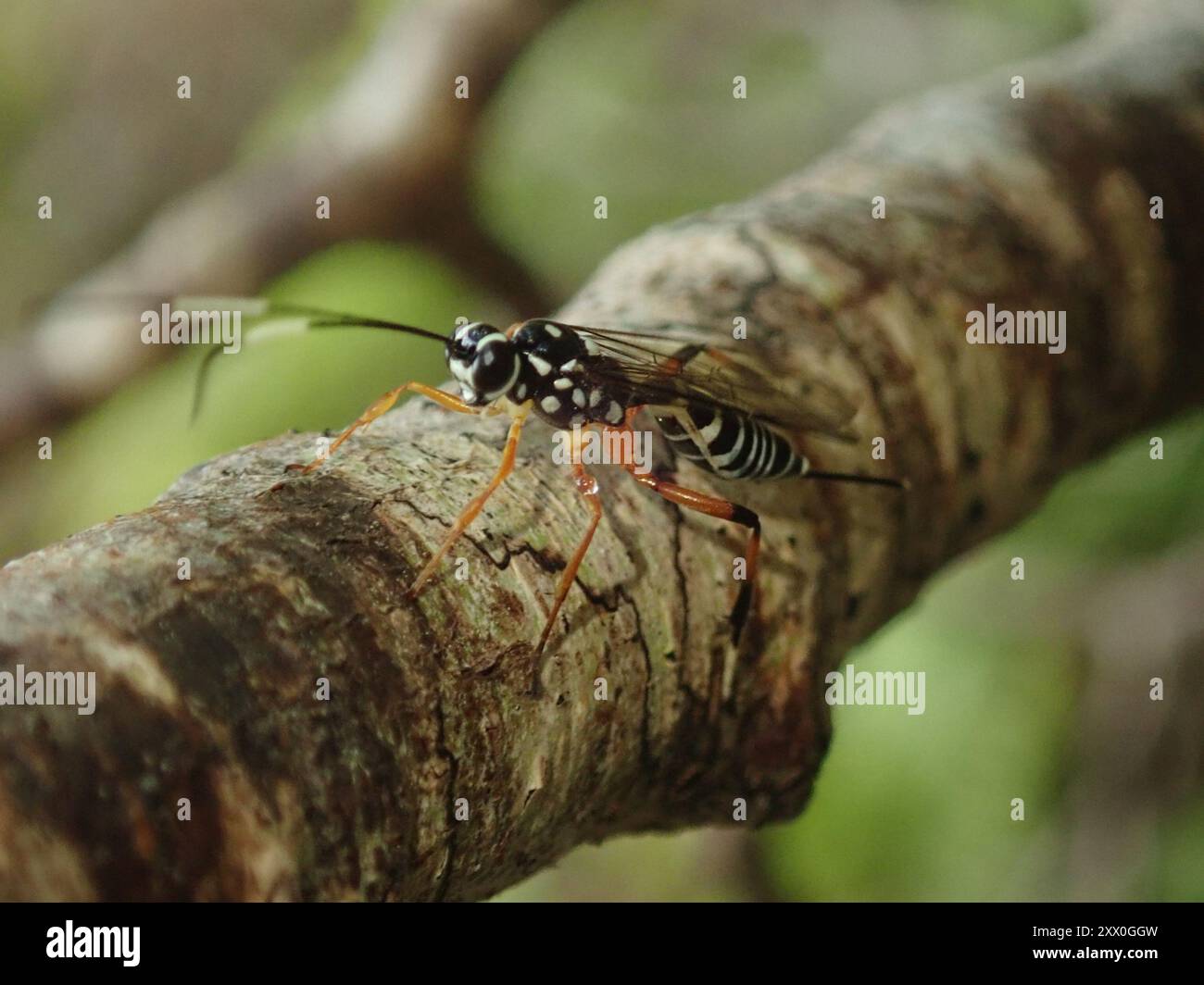 Lemon Tree Borer Parasitoid Wasp (Xanthocryptus novozealandicus ...