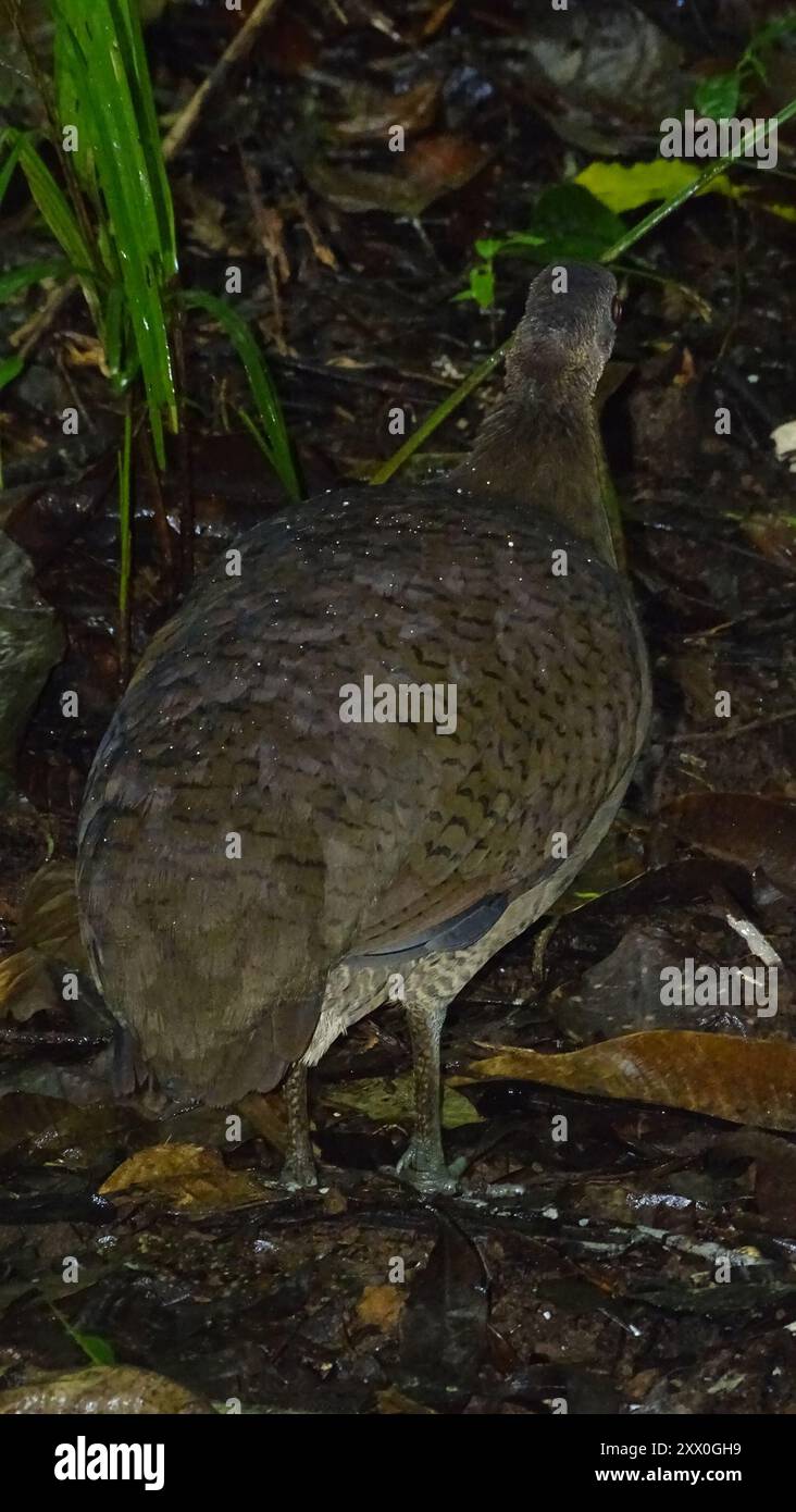 Great Tinamou (Tinamus major) Aves Stock Photo - Alamy