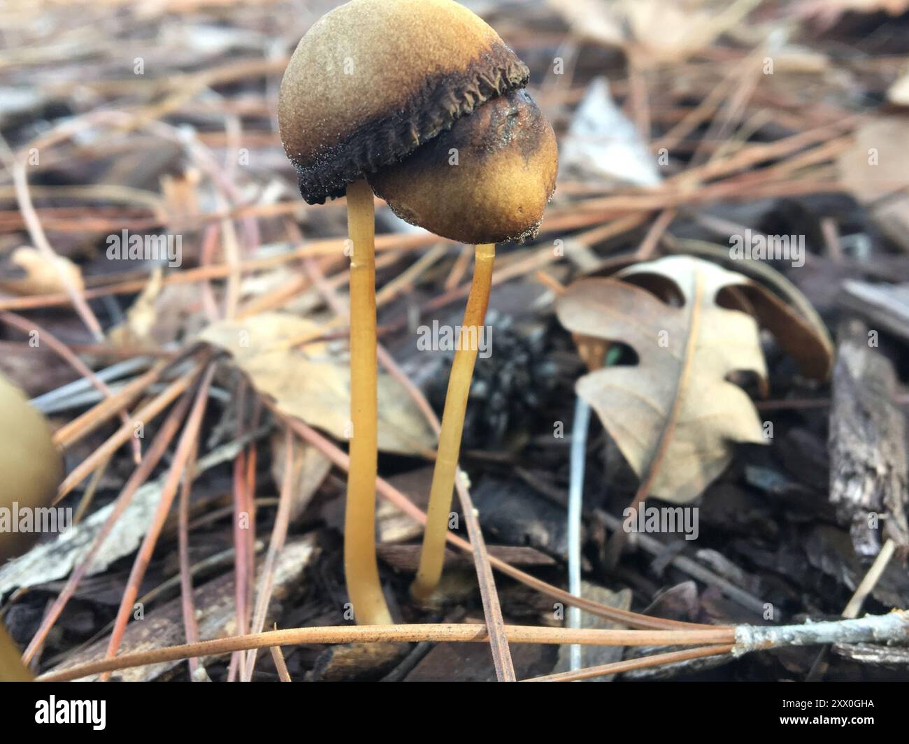 Brittlestems and Allies (Psathyrellaceae) Fungi Stock Photo - Alamy