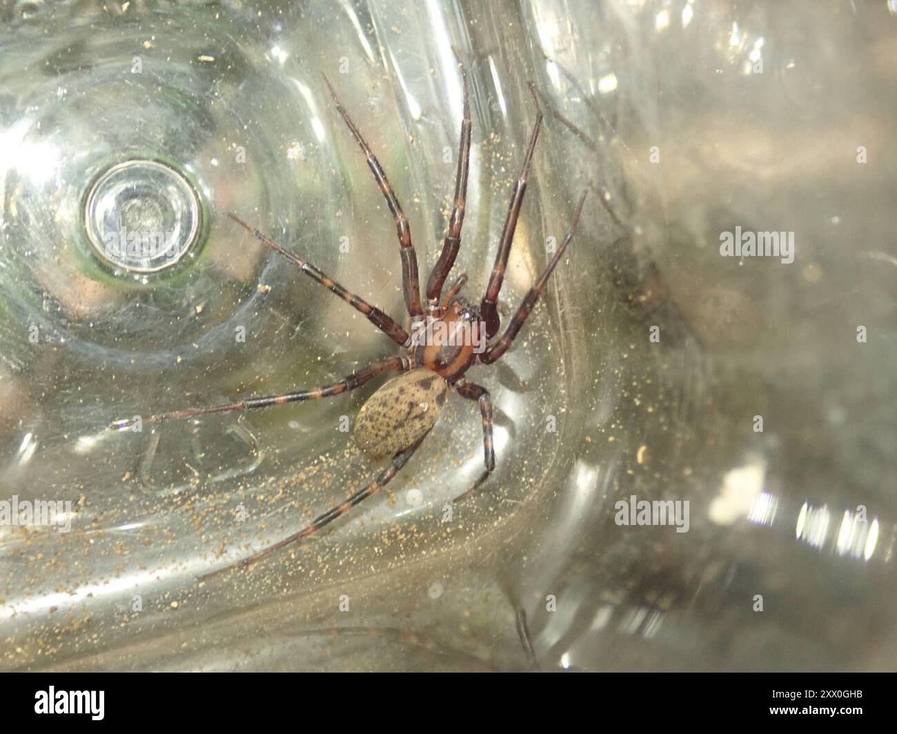 Sheetweb Spiders (Cambridgea) Arachnida Stock Photo - Alamy