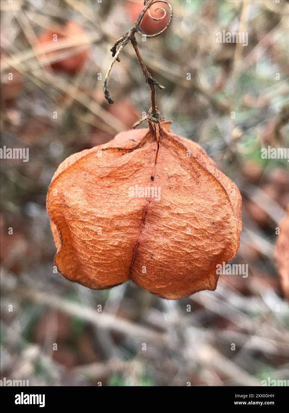 Lesser Balloon Vine (Cardiospermum halicacabum) Plantae Stock Photo - Alamy