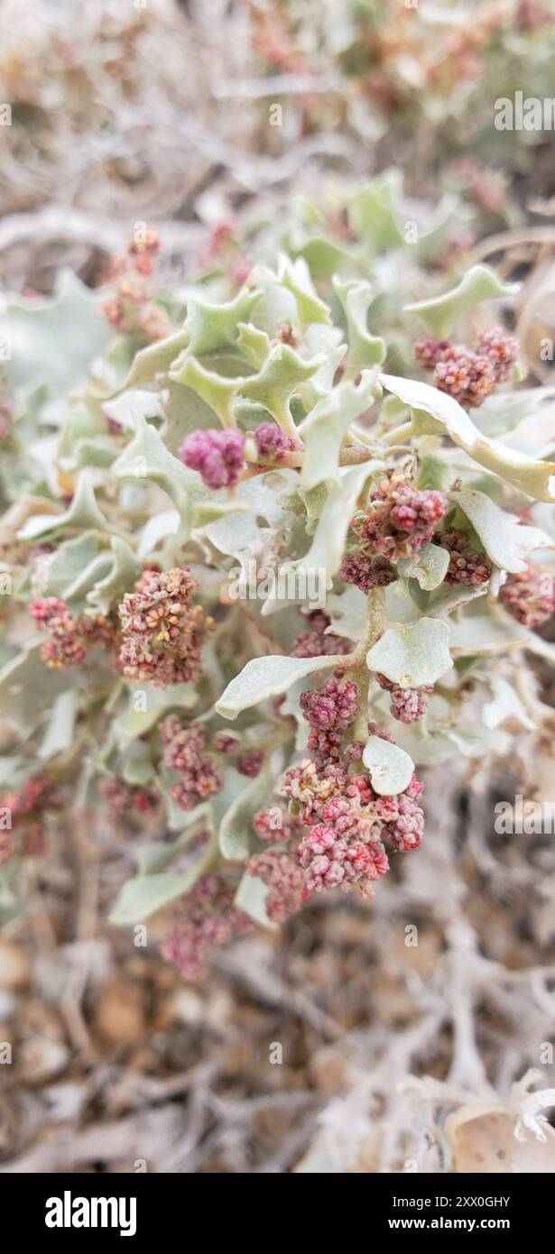 Desert Holly (Atriplex hymenelytra) Plantae Stock Photo - Alamy