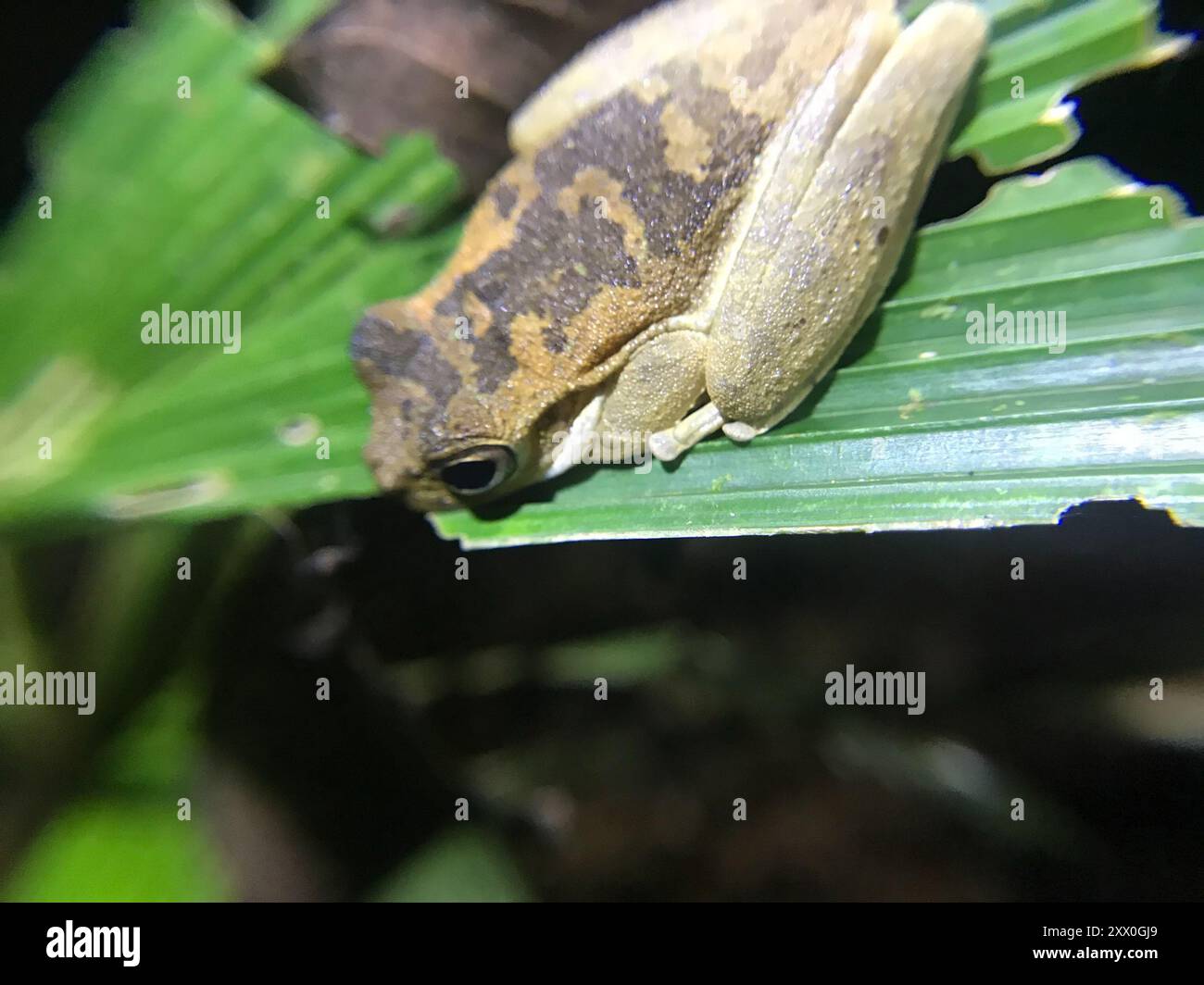 Pugnosed Tree Frog (Smilisca sila) Amphibia Stock Photo - Alamy