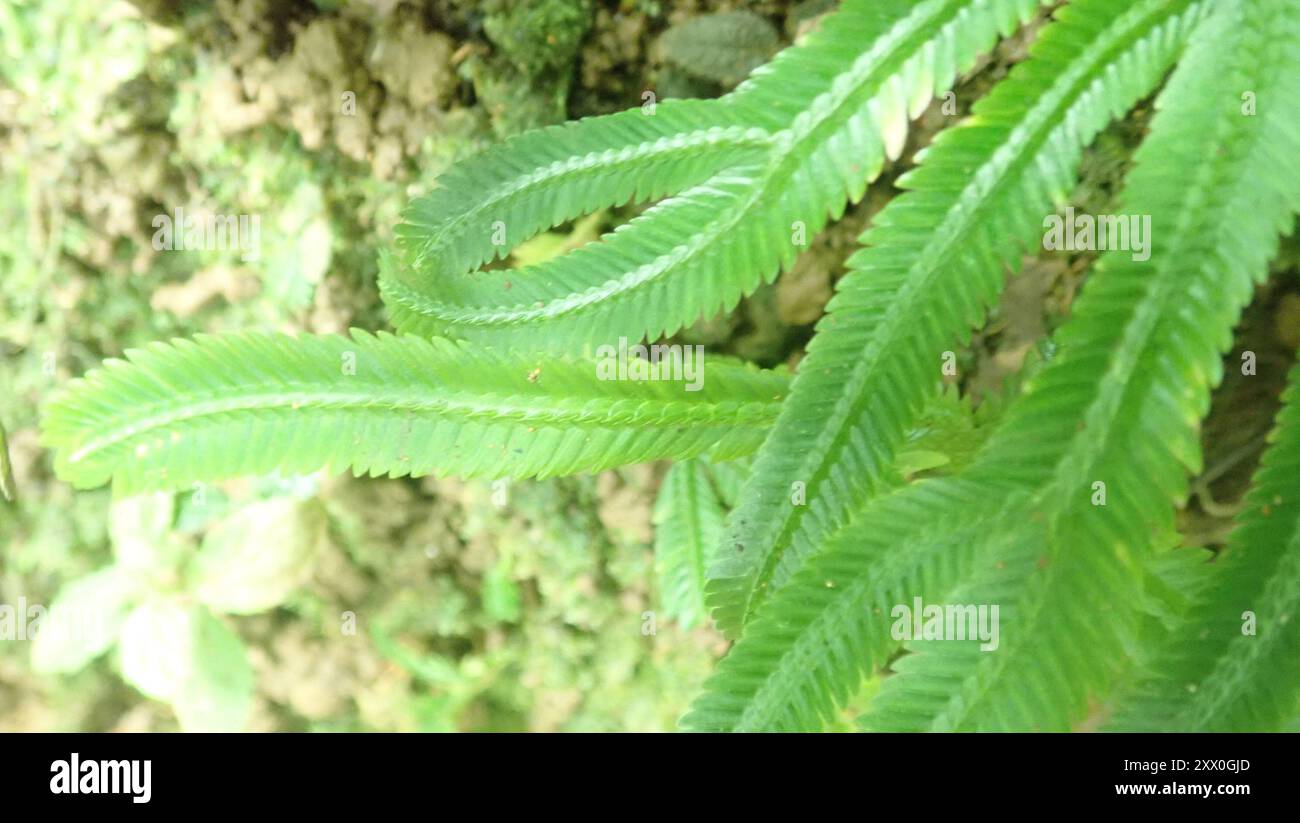 spikemosses (Selaginella) Plantae Stock Photo - Alamy
