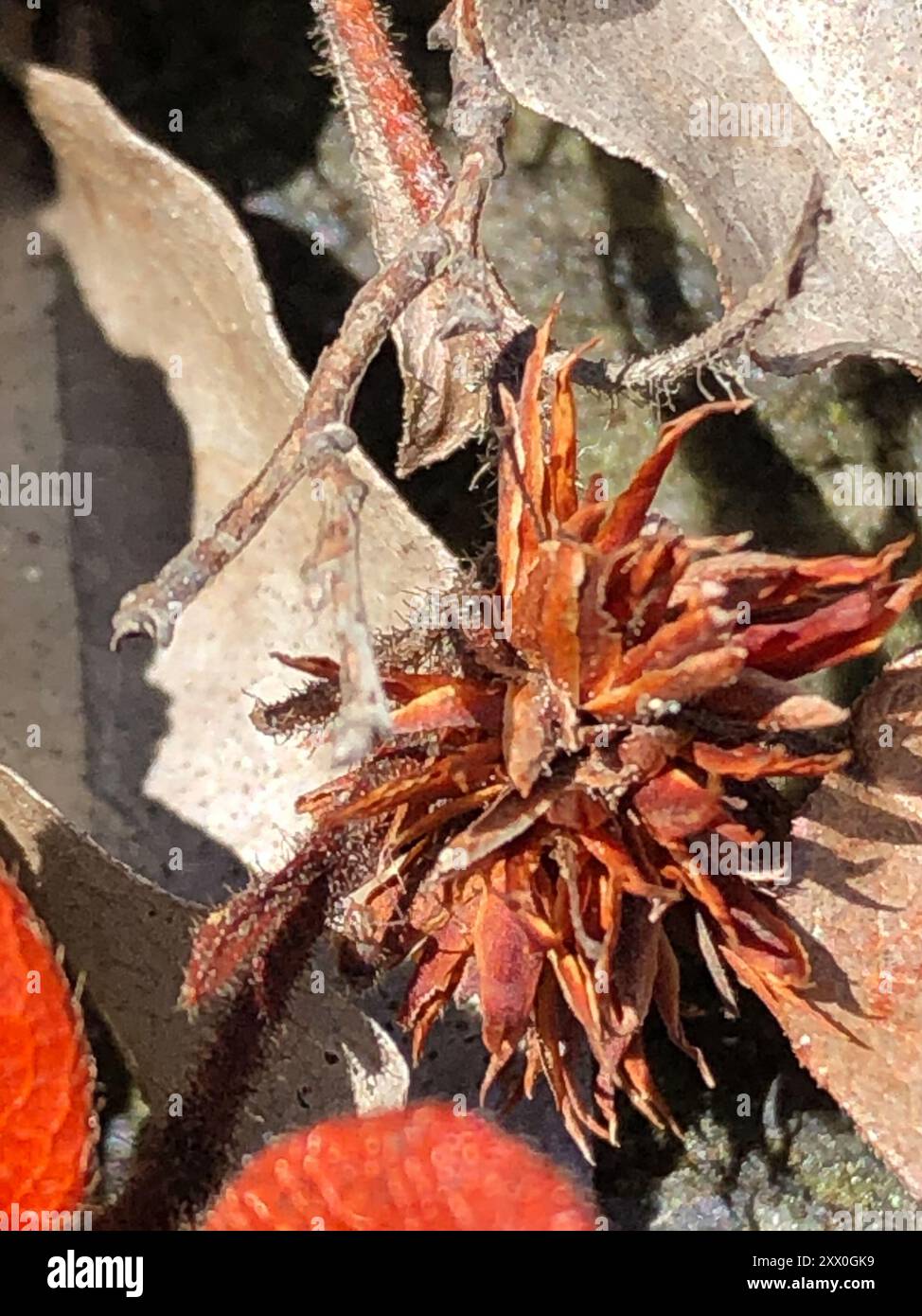 trailing arbutus (Epigaea repens) Plantae Stock Photo - Alamy