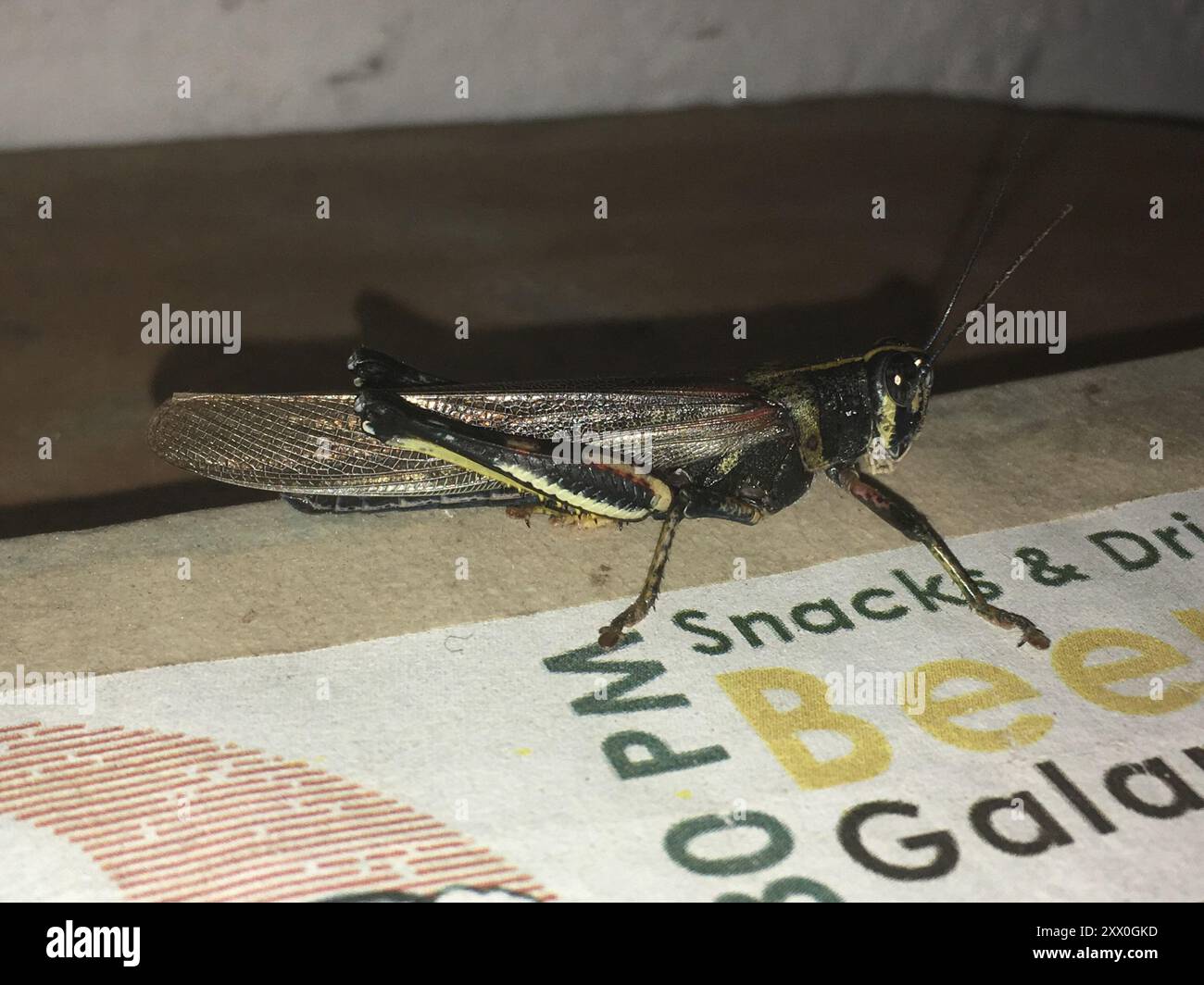 Large Painted Locust (Schistocerca melanocera) Insecta Stock Photo - Alamy