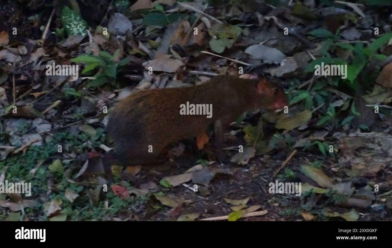 Central American Agouti (Dasyprocta punctata) Mammalia Stock Photo - Alamy
