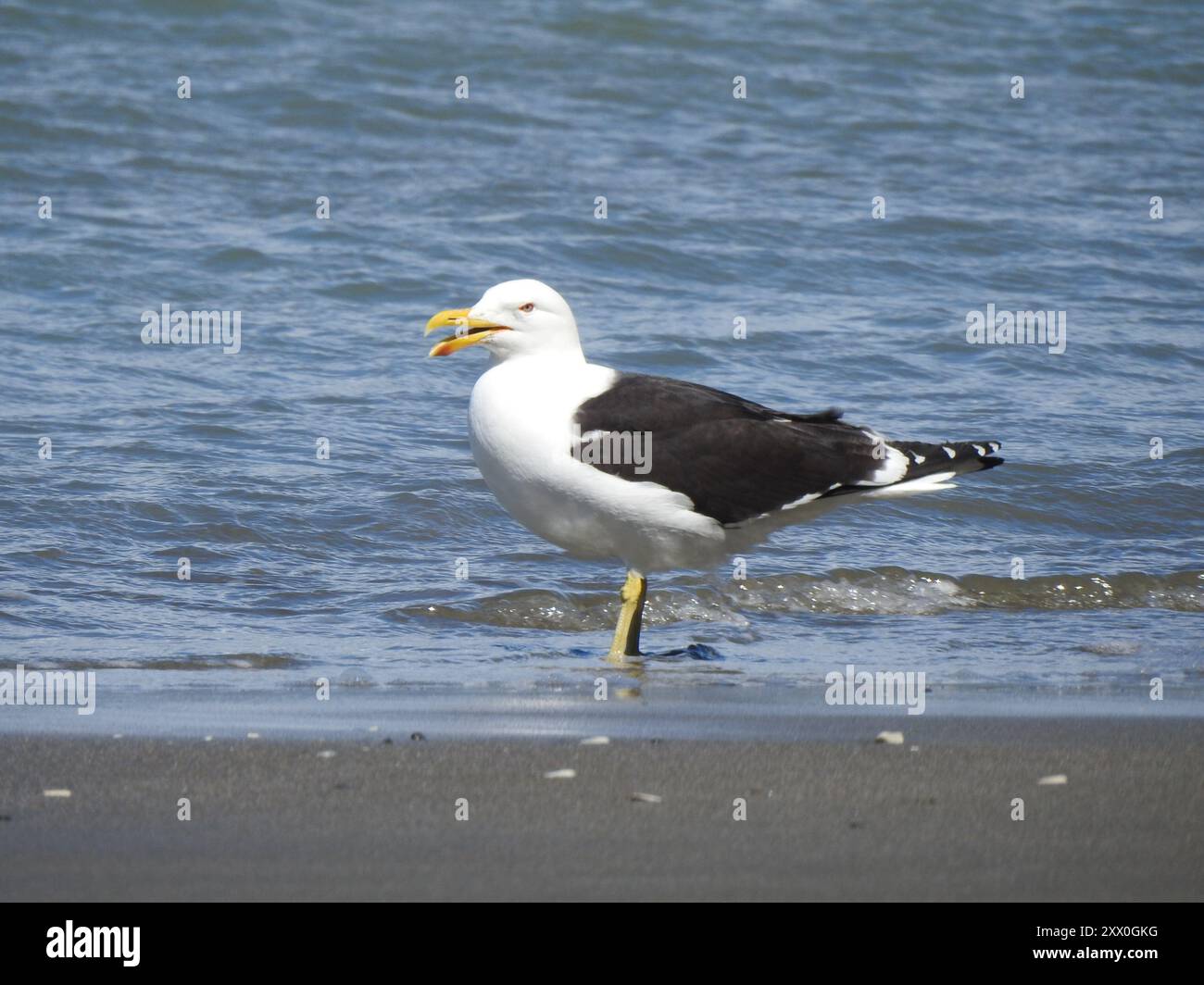 Southern Black-backed Gull (Larus dominicanus dominicanus) Aves Stock ...