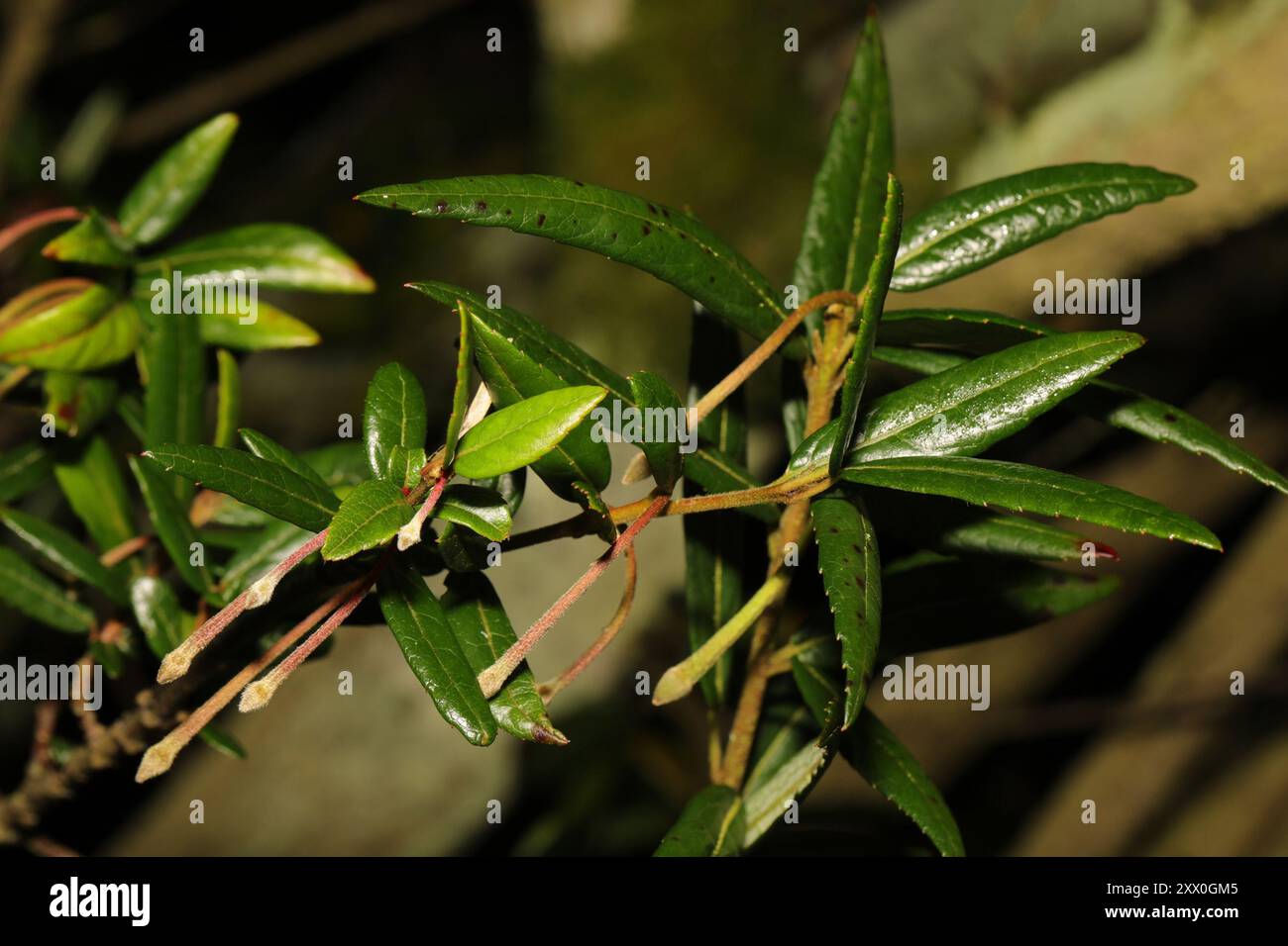 flowering plants (Angiospermae) Plantae Stock Photo - Alamy