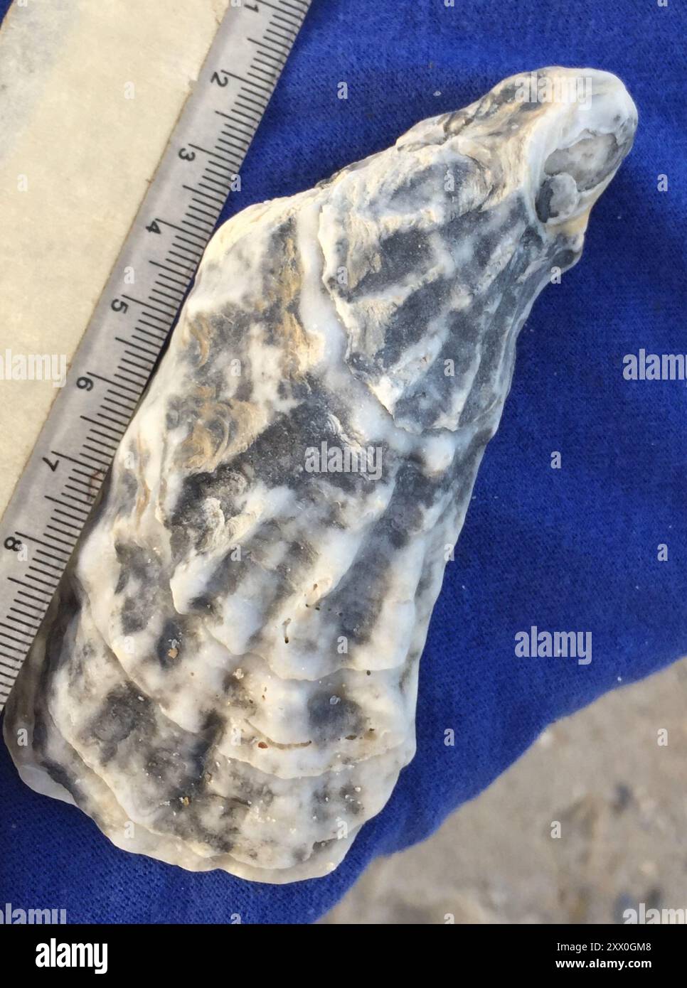 Eastern Oyster (Crassostrea virginica) Mollusca Stock Photo - Alamy