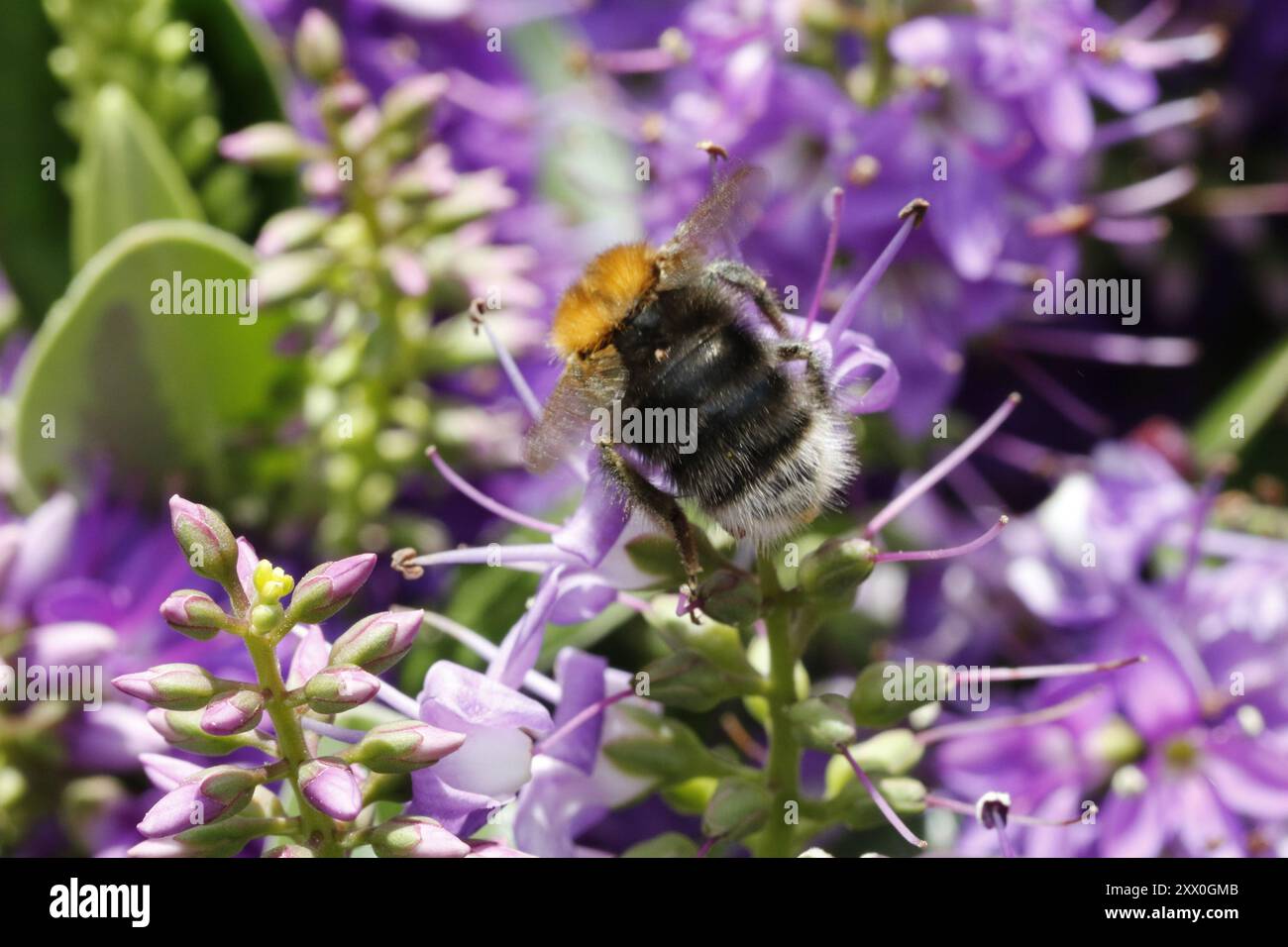 Tree Bumble Bee (Bombus hypnorum) Insecta Stock Photo - Alamy